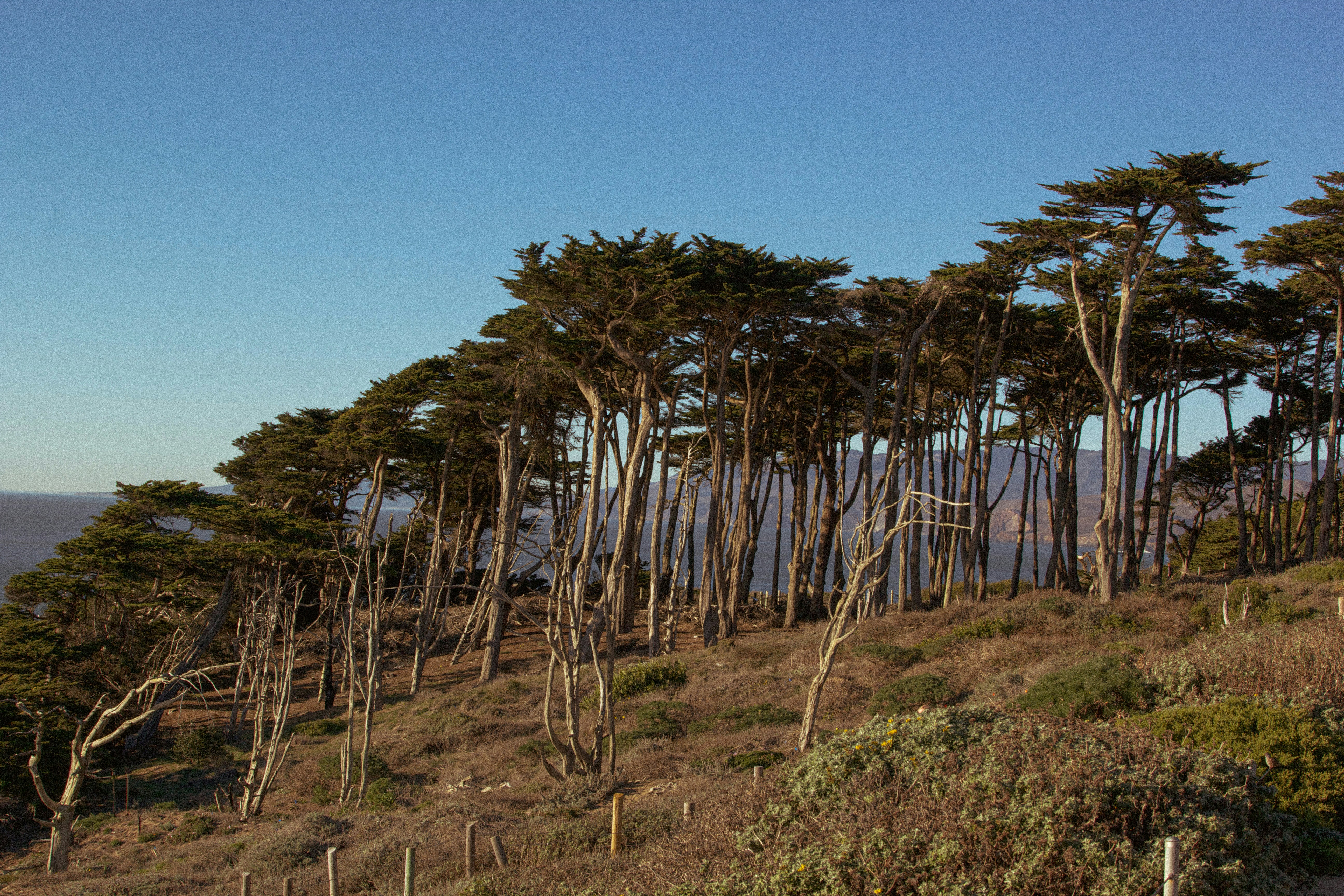 Whispers of Wind: Pines Clinging to a Coastal Slope