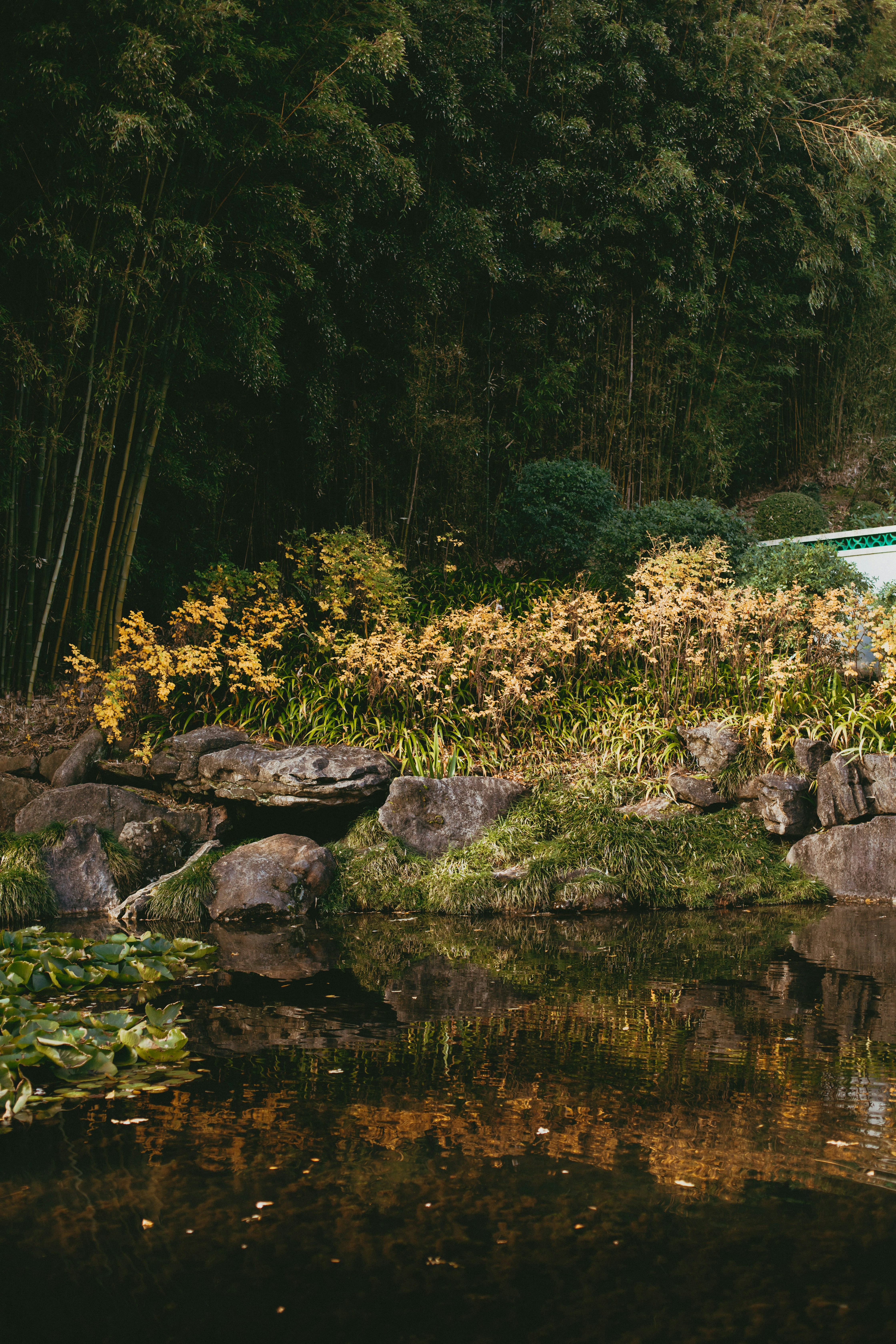 Whispers of Tranquility in a Serene Oasis