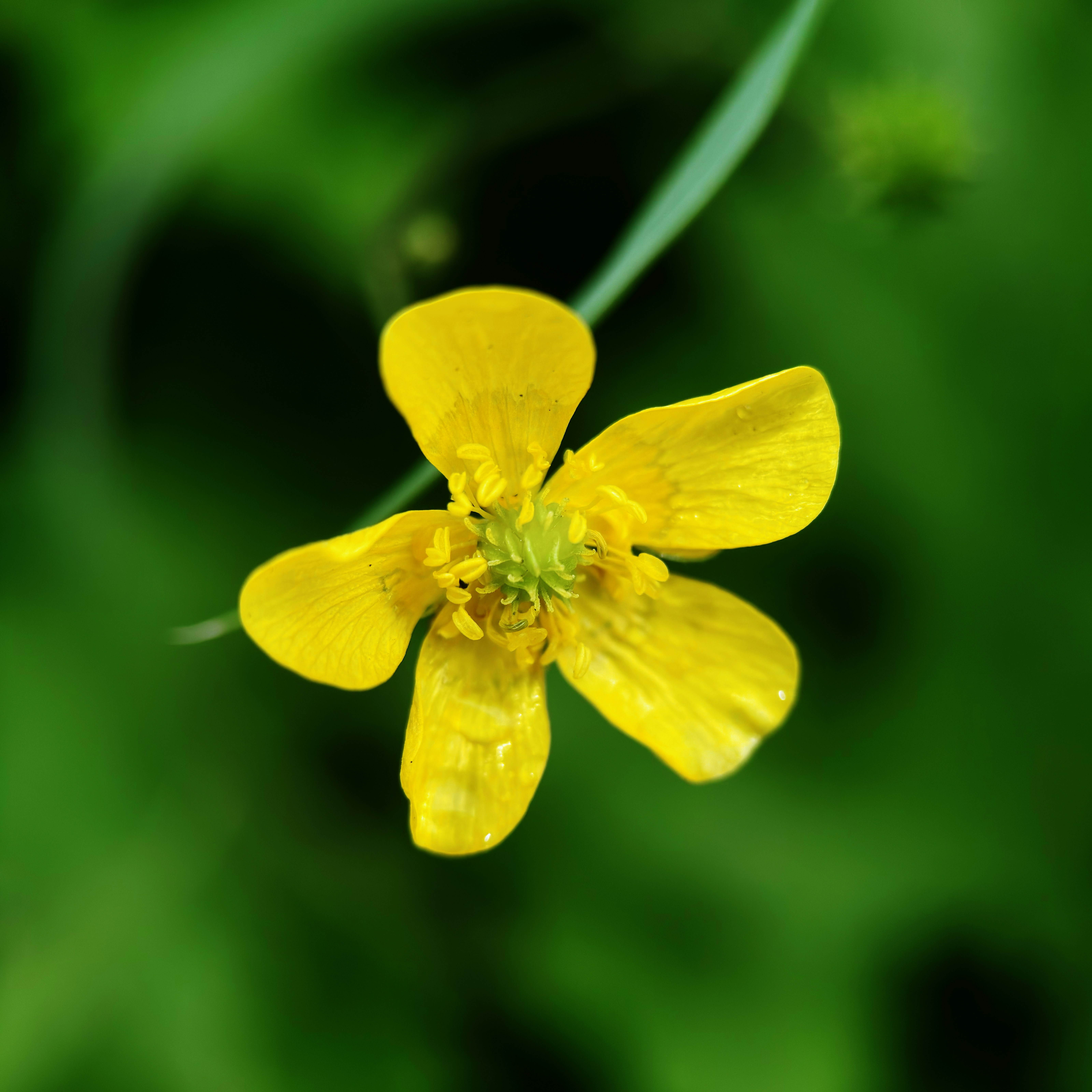 Photo by Wayne Pegg with Apple iPhone 15 Pro