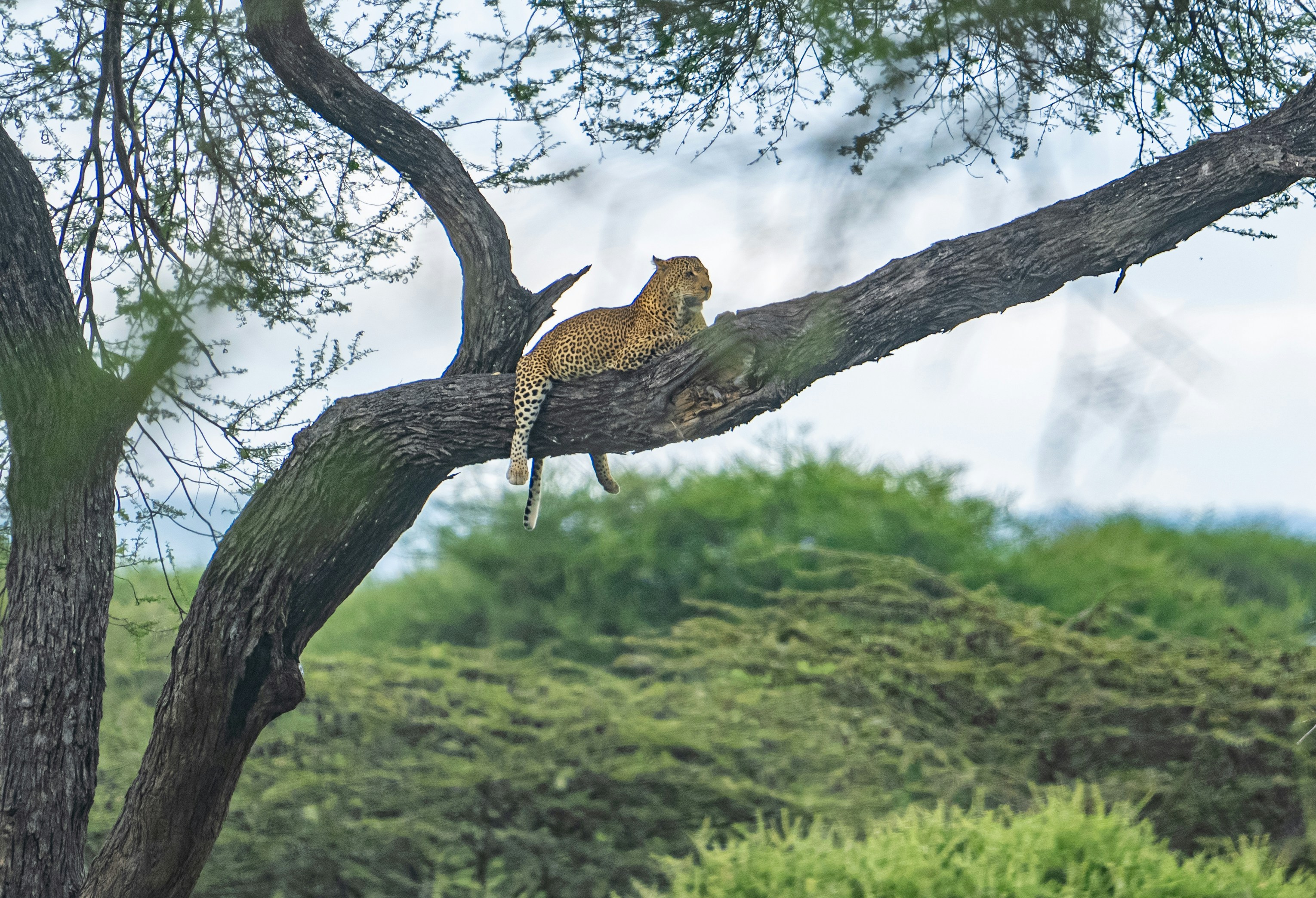 A cheetah sitting on a tree branch in the wild photo – Free Grey Image ...