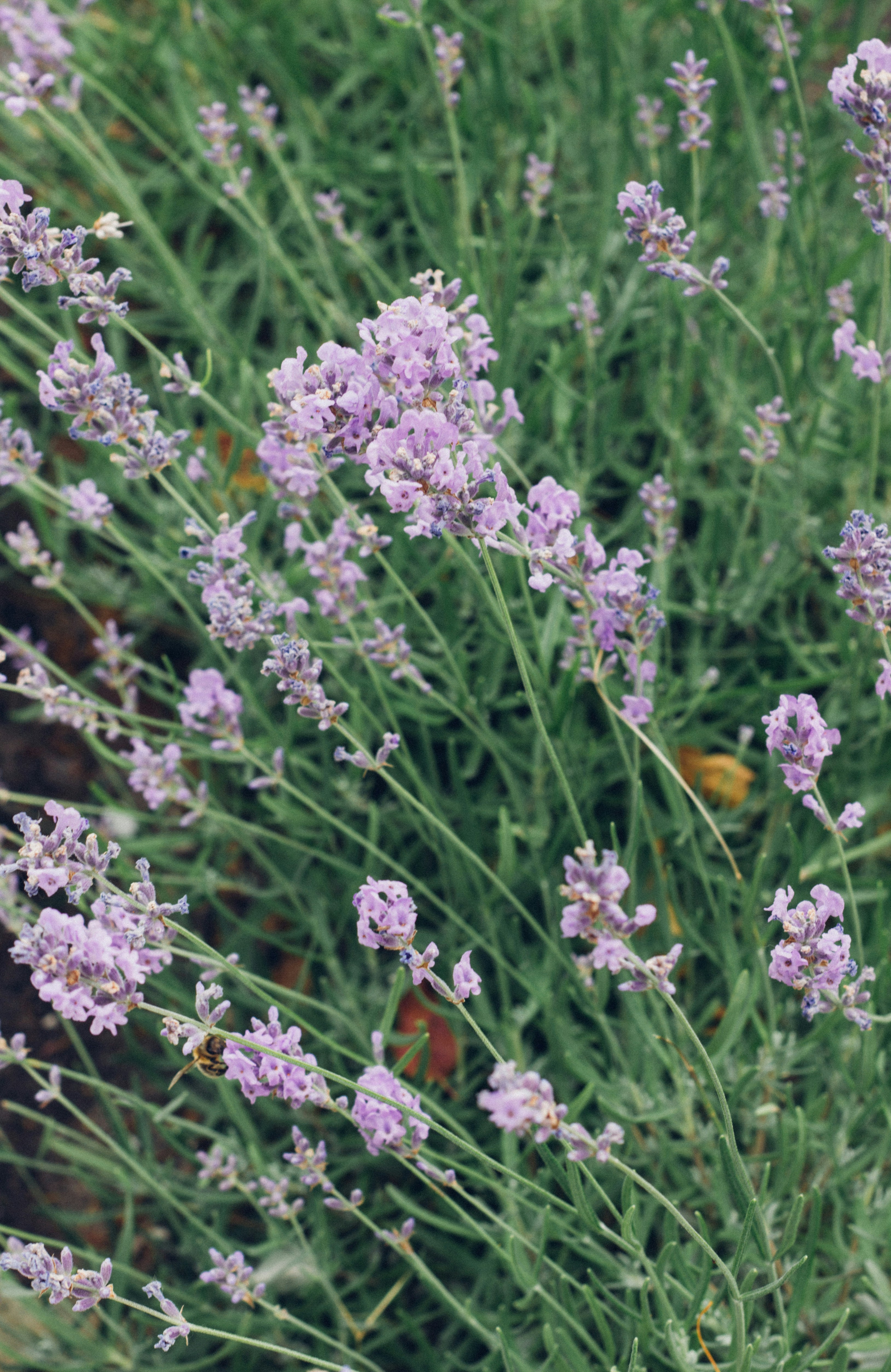 Close-Up Lavender: Delicate Purple Spikes in Soft Garden Light