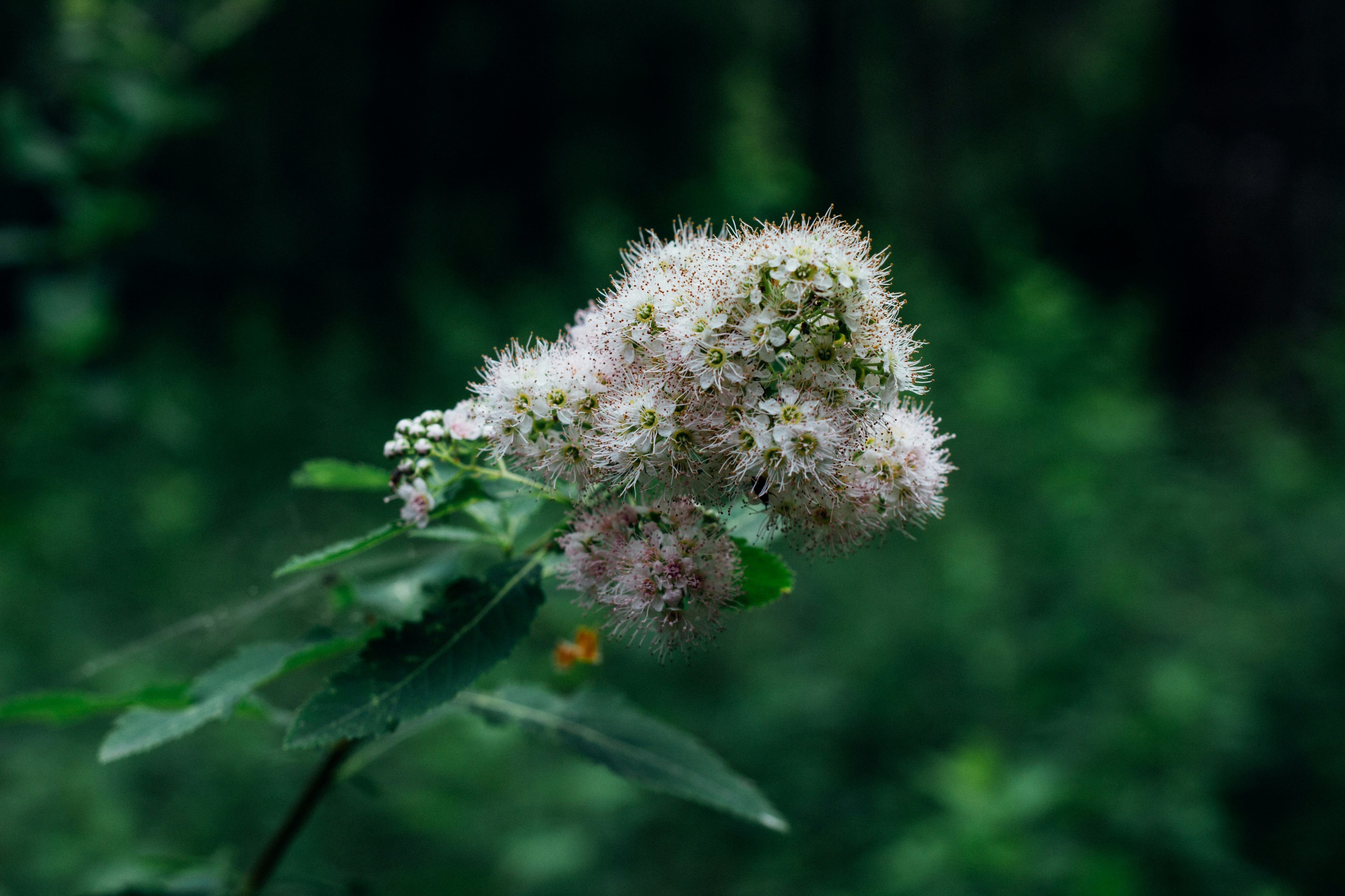 Photo by Vladimira Slyusarenko with Canon EOS 550D