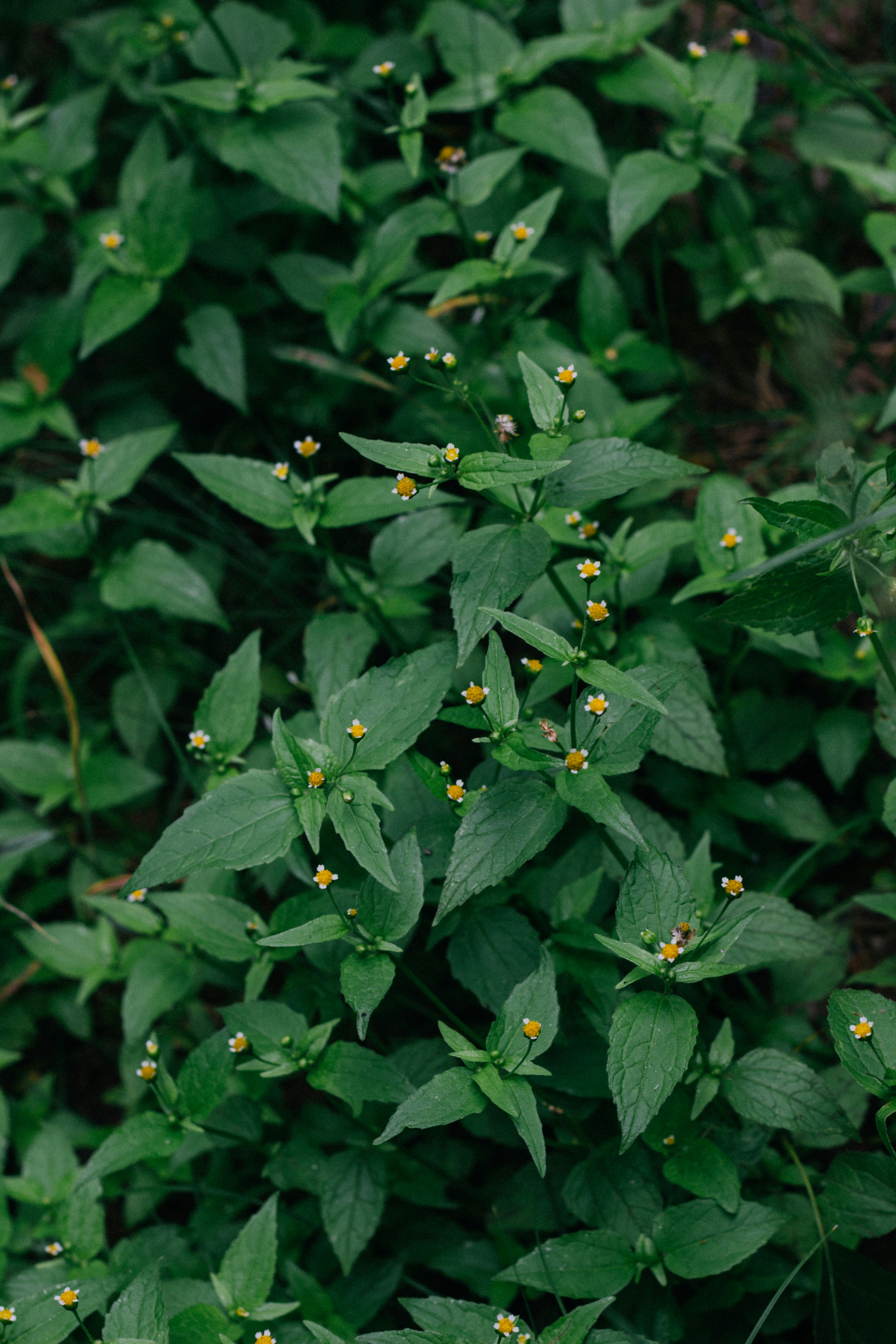 Emerald Understory: Tiny Yellow-Centered Blooms Amid Dense Foliage