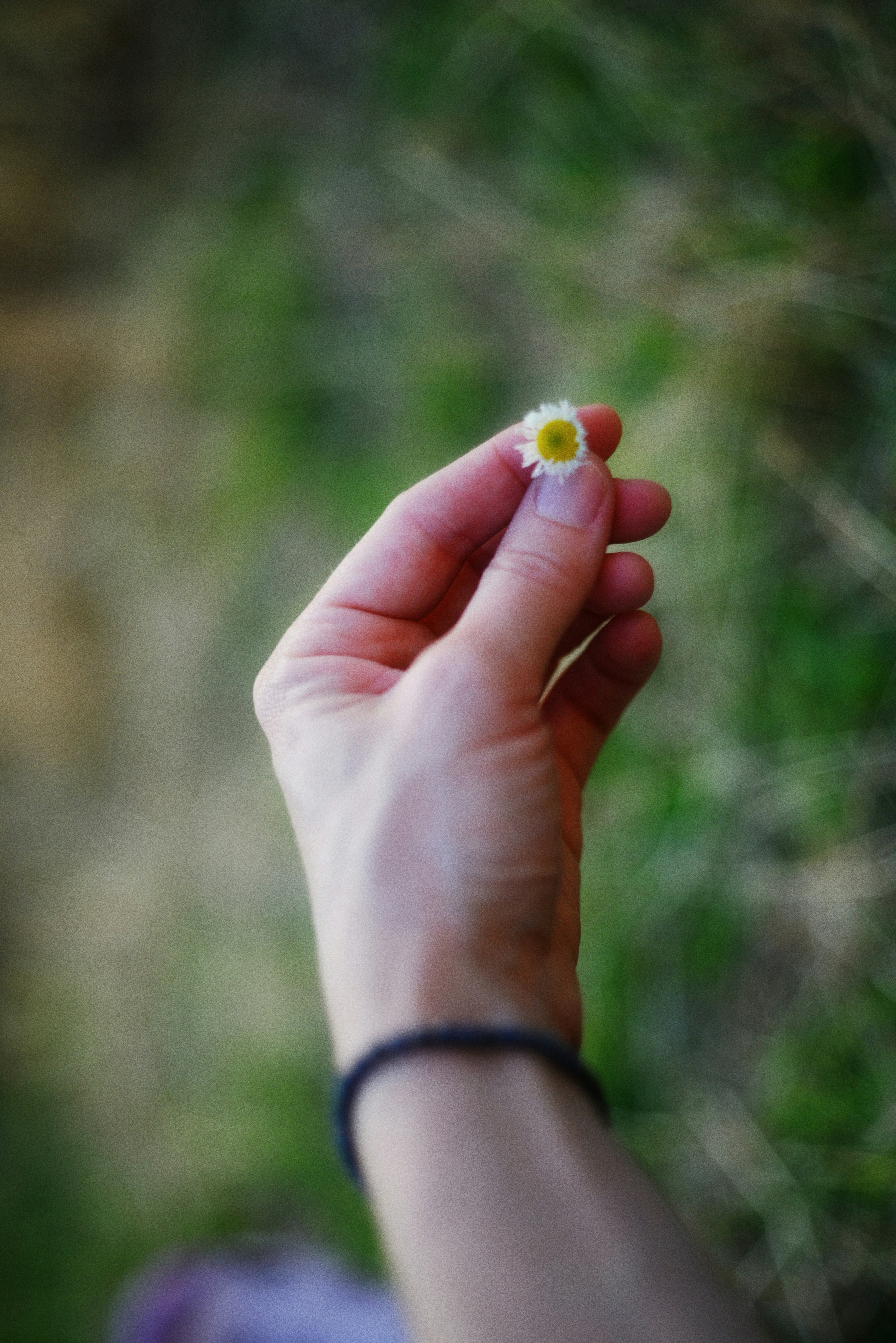 A person holding a small flower in their hand photo – Free Flower Image ...