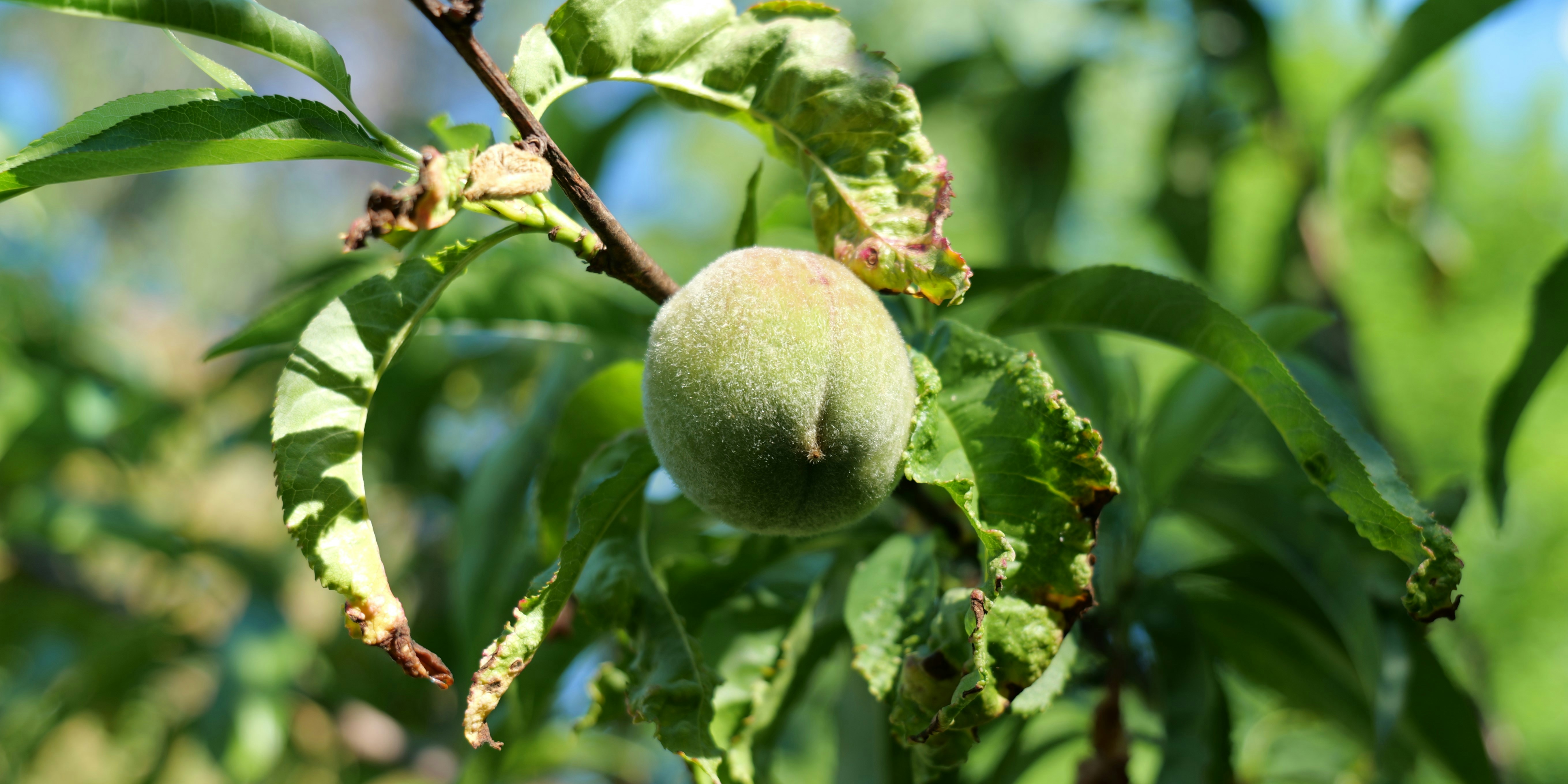 Peach Pictures [HQ] | Download Free Images & Stock Photos on Unsplash