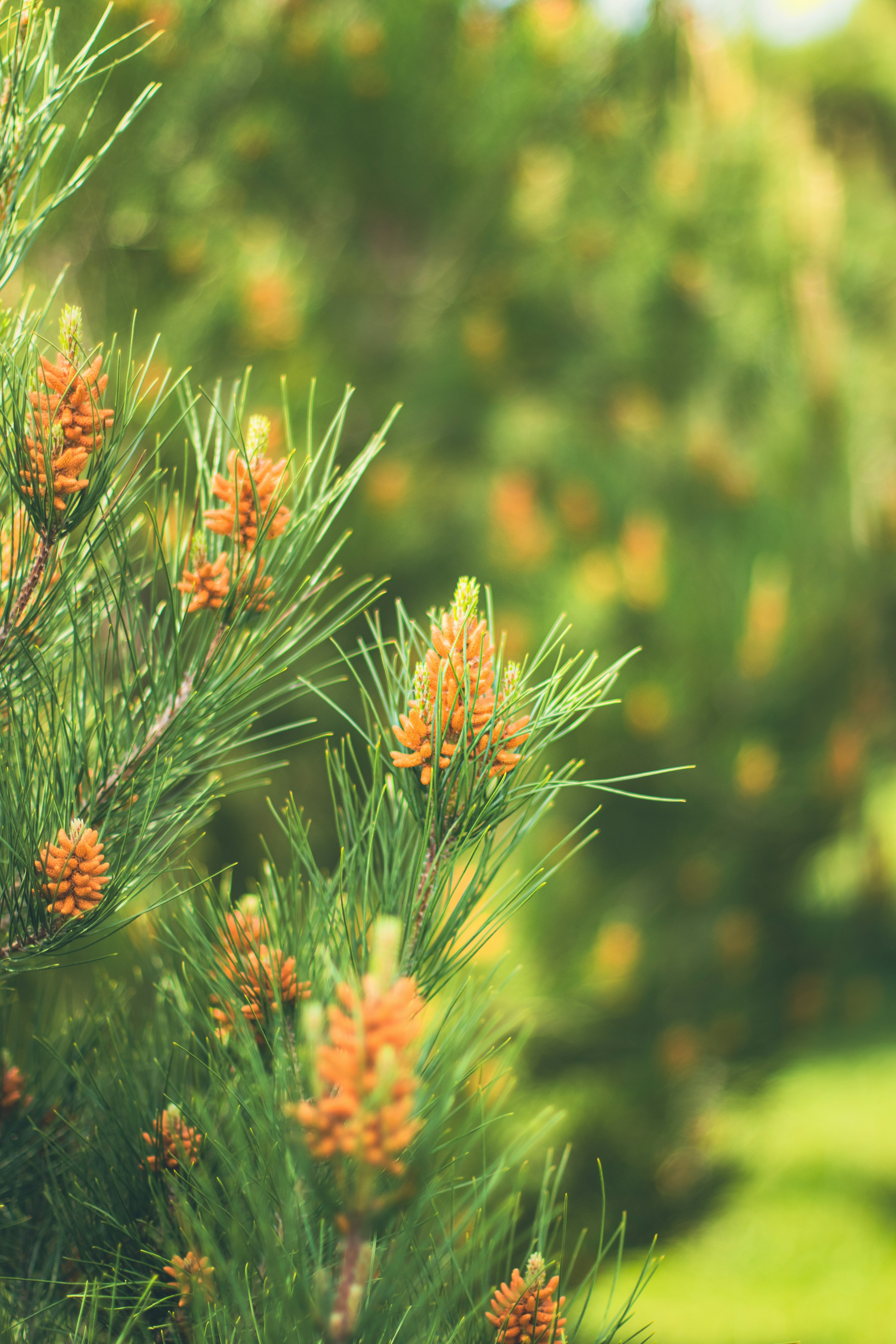 Orange Pine Cones in a Sunlit Green Glade