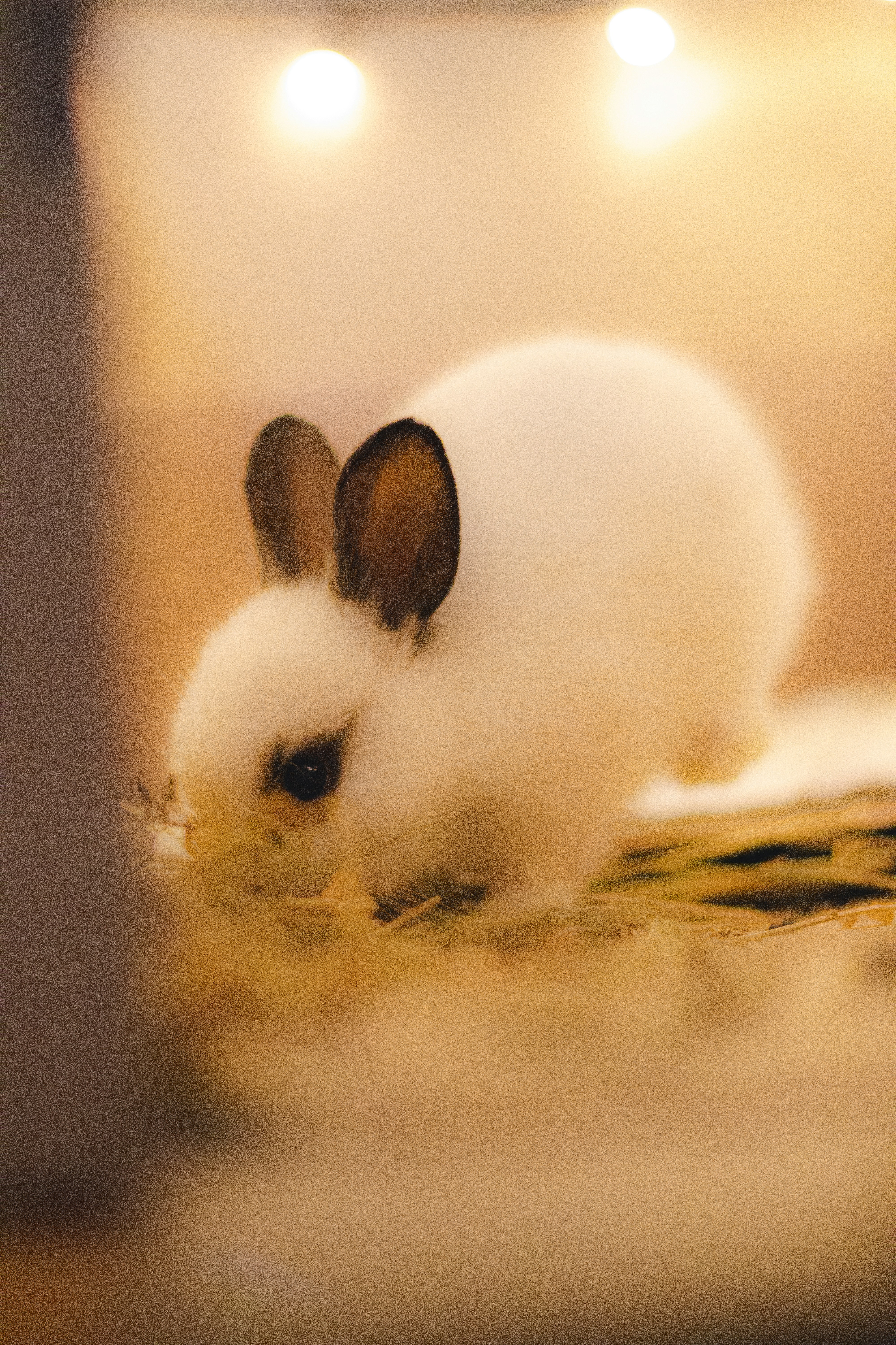 Soft-Glow Bunny in a Quiet, Warm Corner