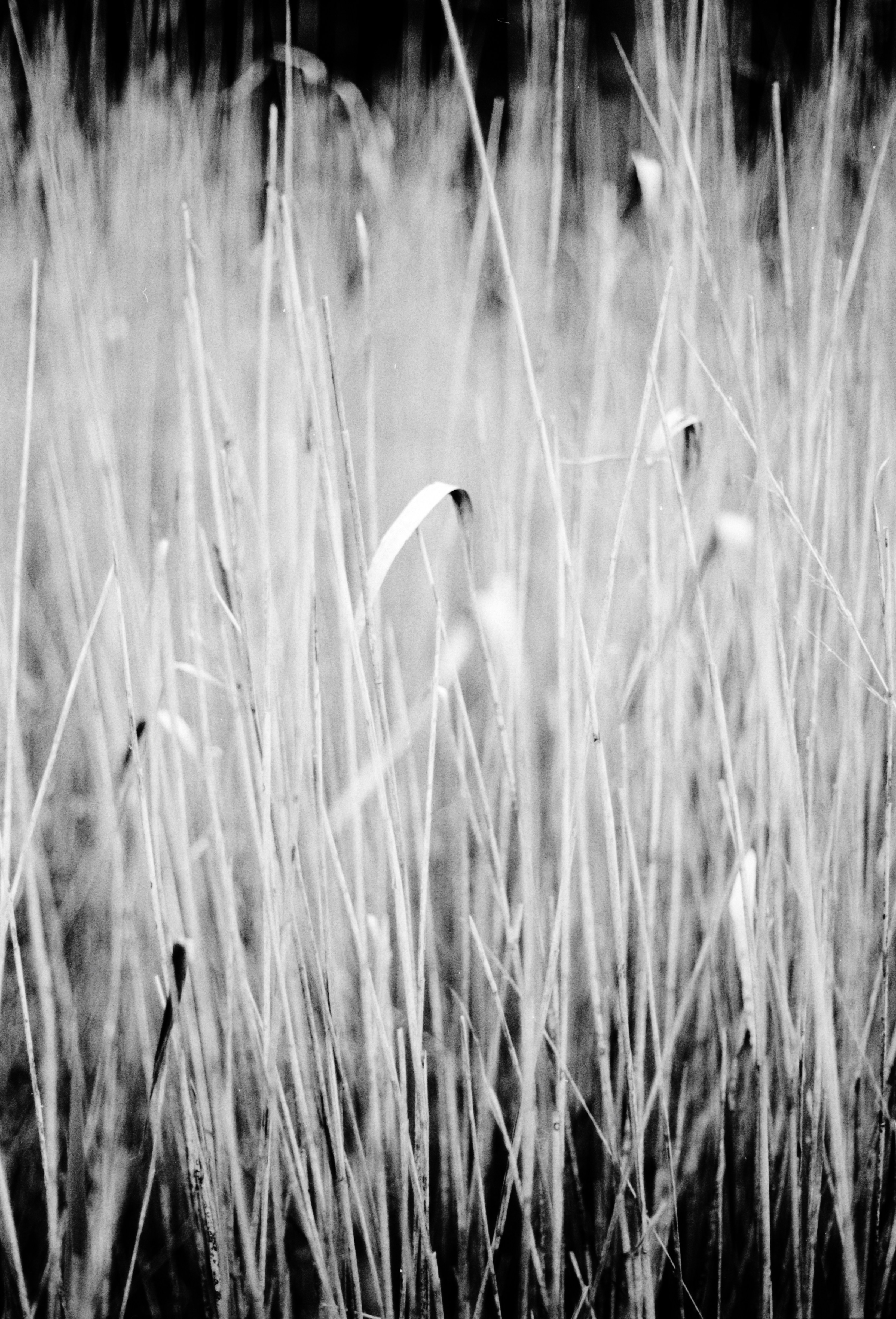 A black and white photo of tall grass photo – Free Grey Image on Unsplash