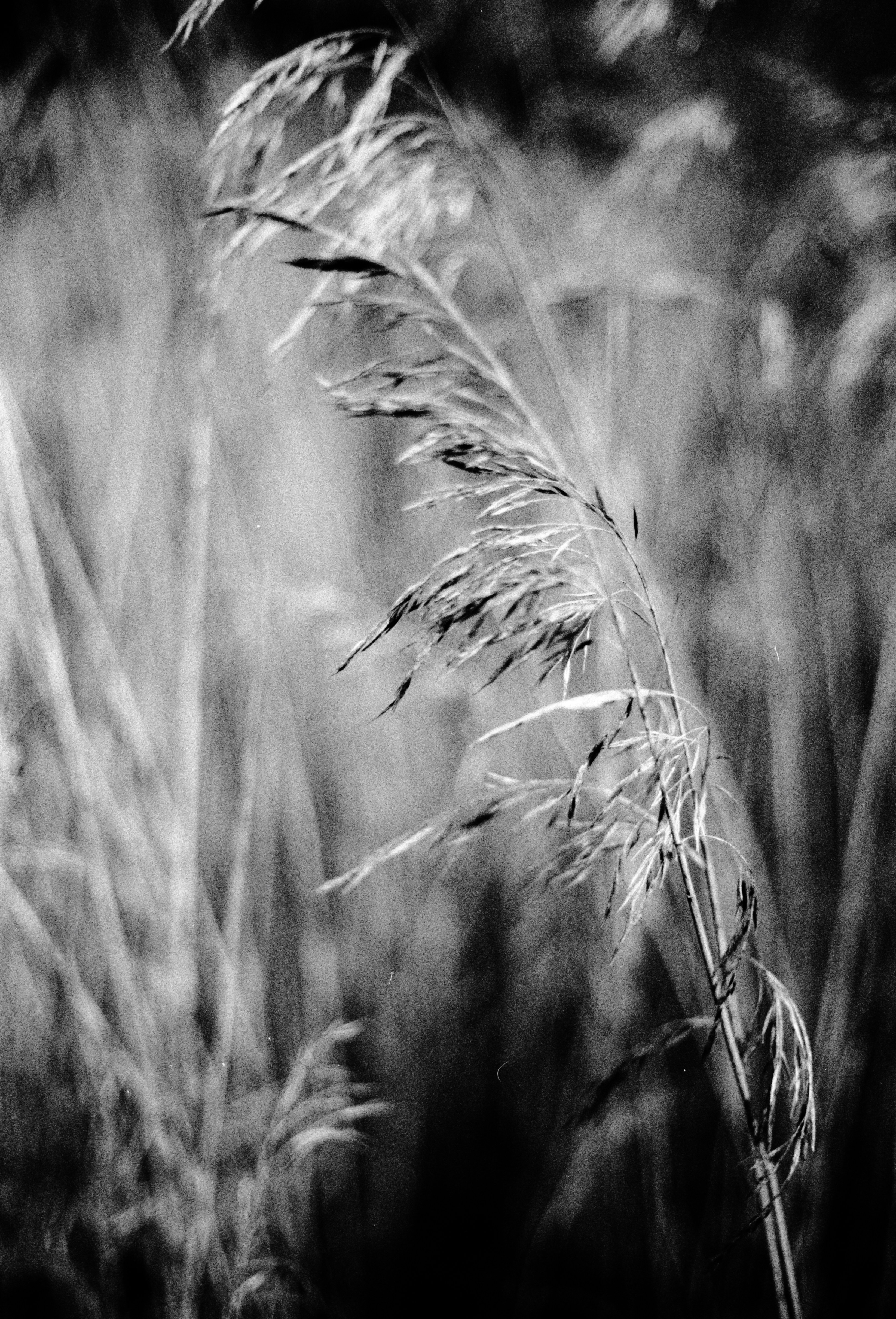 A black and white photo of tall grass photo – Free Grey Image on Unsplash