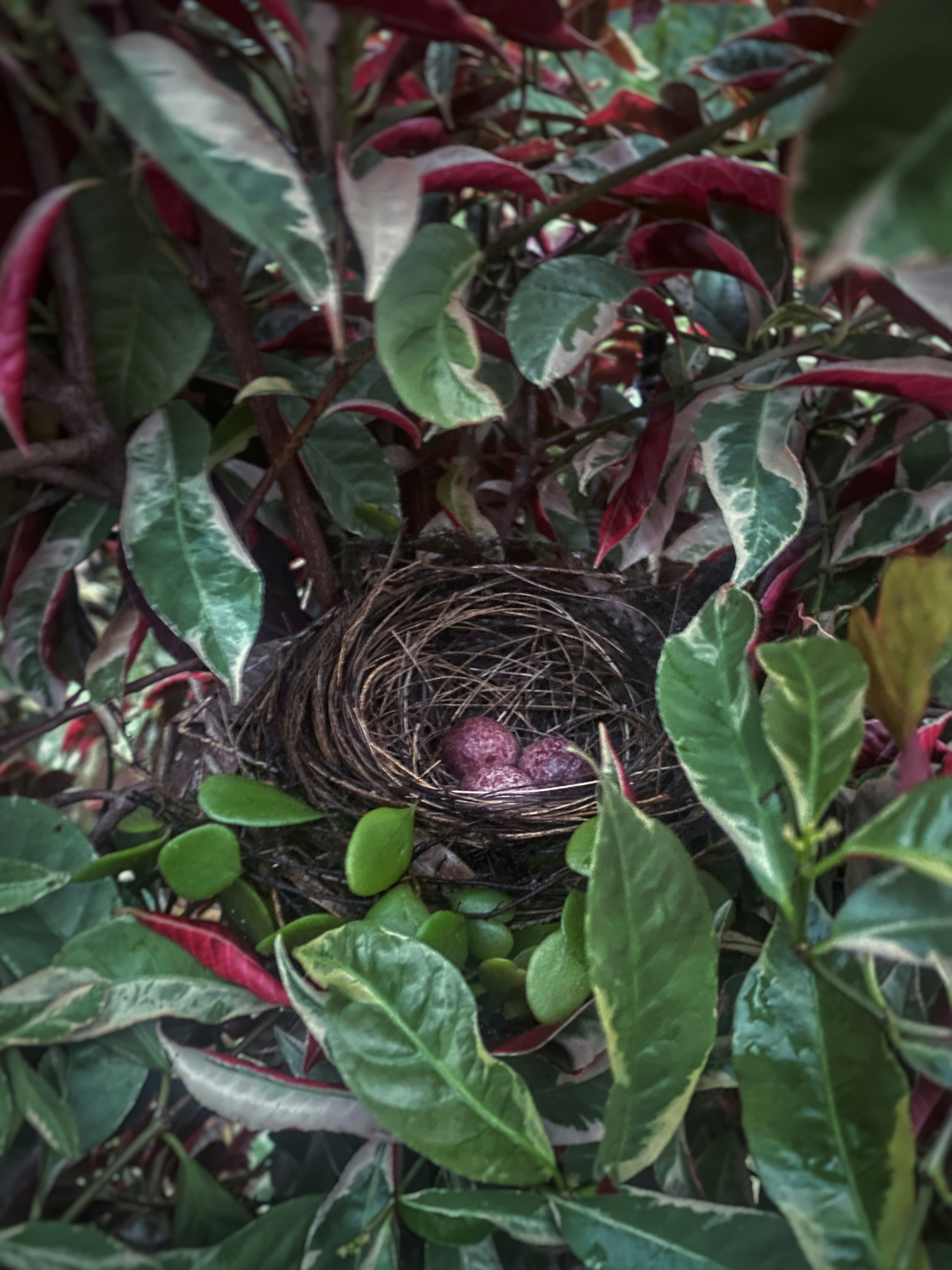 Hidden Hedge Nest: Rosy Eggs Cradled by Leafy Veil