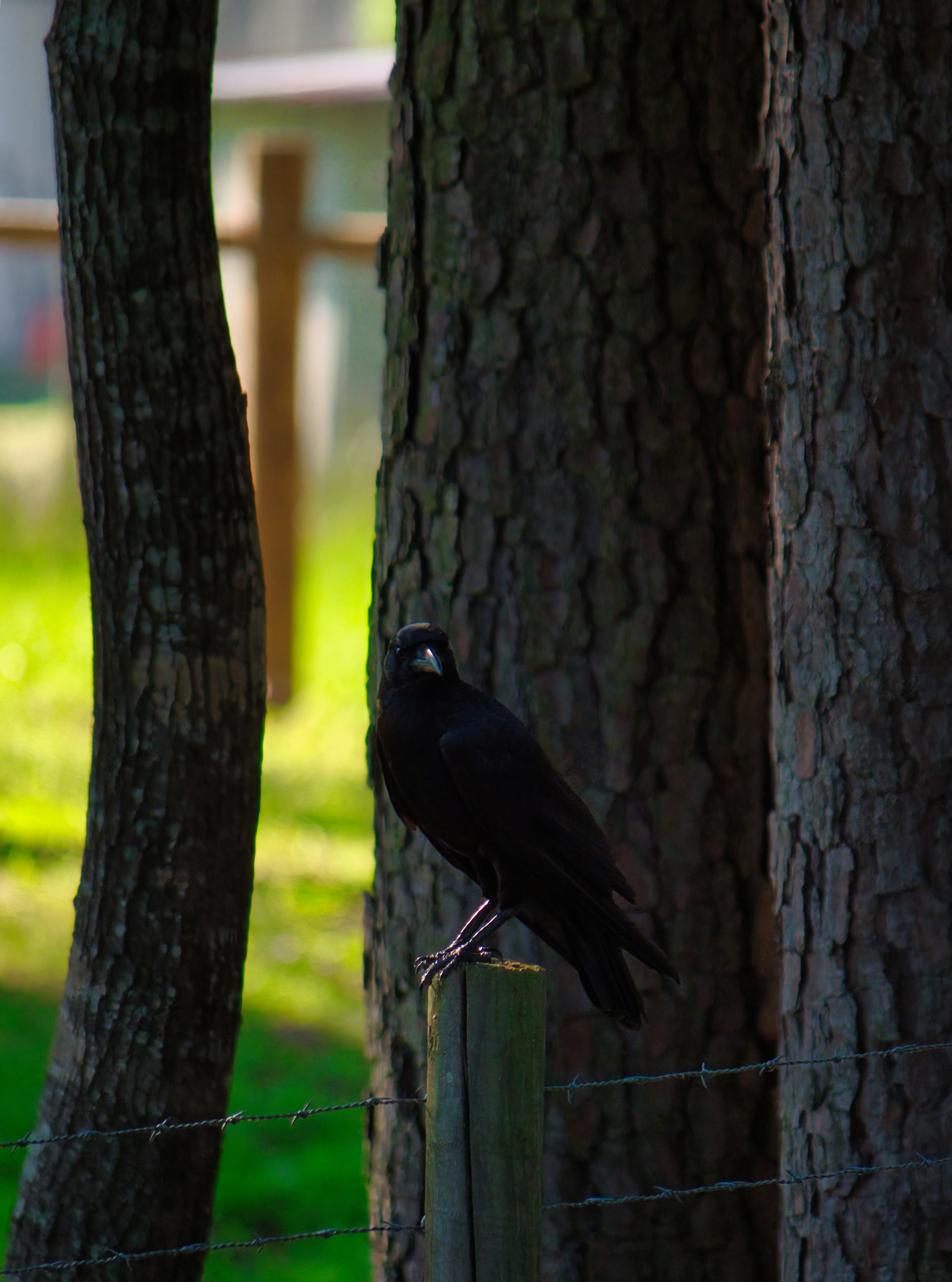 Black Crow on a Weathered Fence Post in Dappled Forest Light