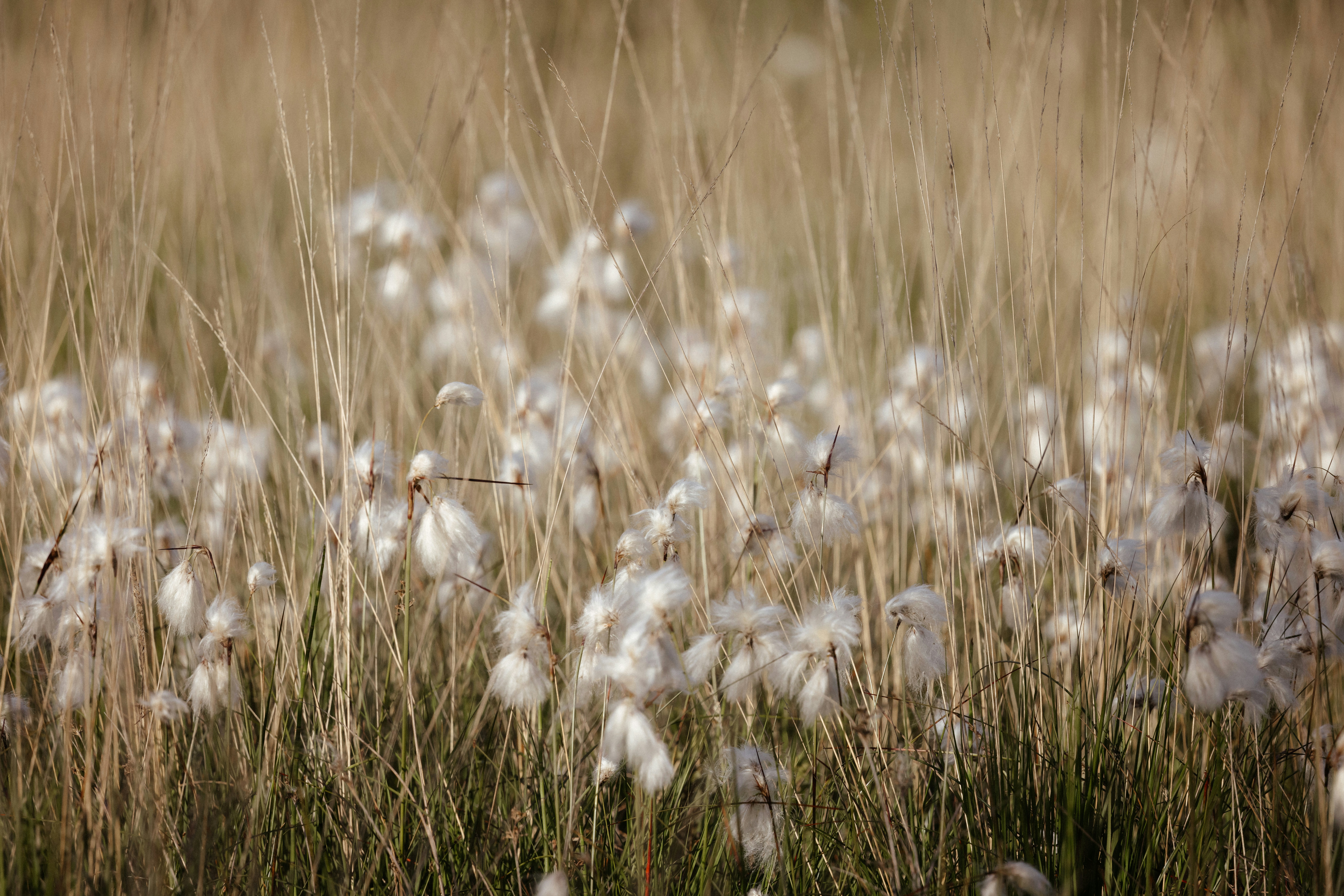 Bog Pictures | Download Free Images on Unsplash