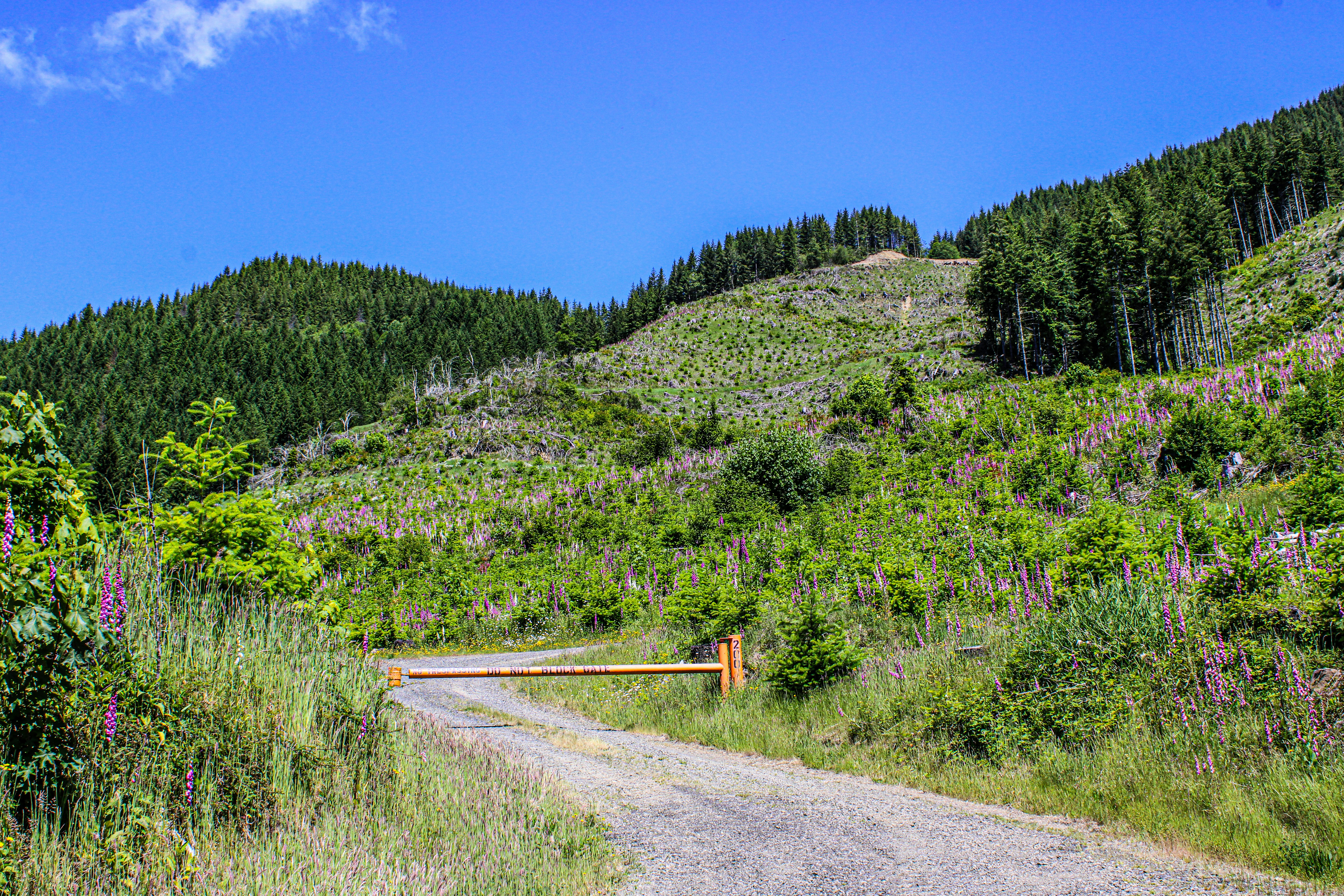 A dirt road in the middle of a lush green hillside photo – Free Flowers ...
