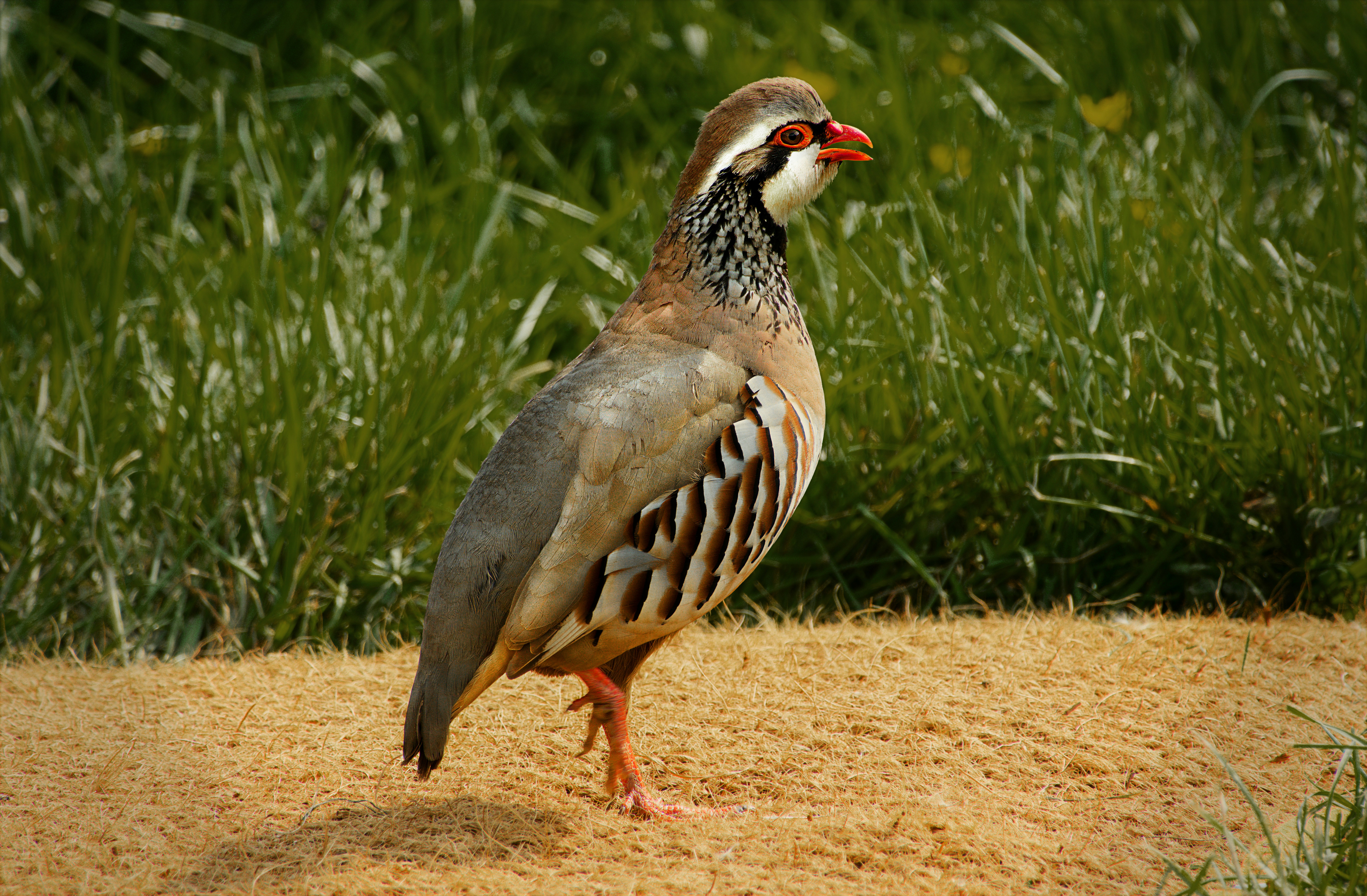 A partridge stands gracefully on a patch of straw, showcasing its intricate plumage against a backdrop of lush green grass.