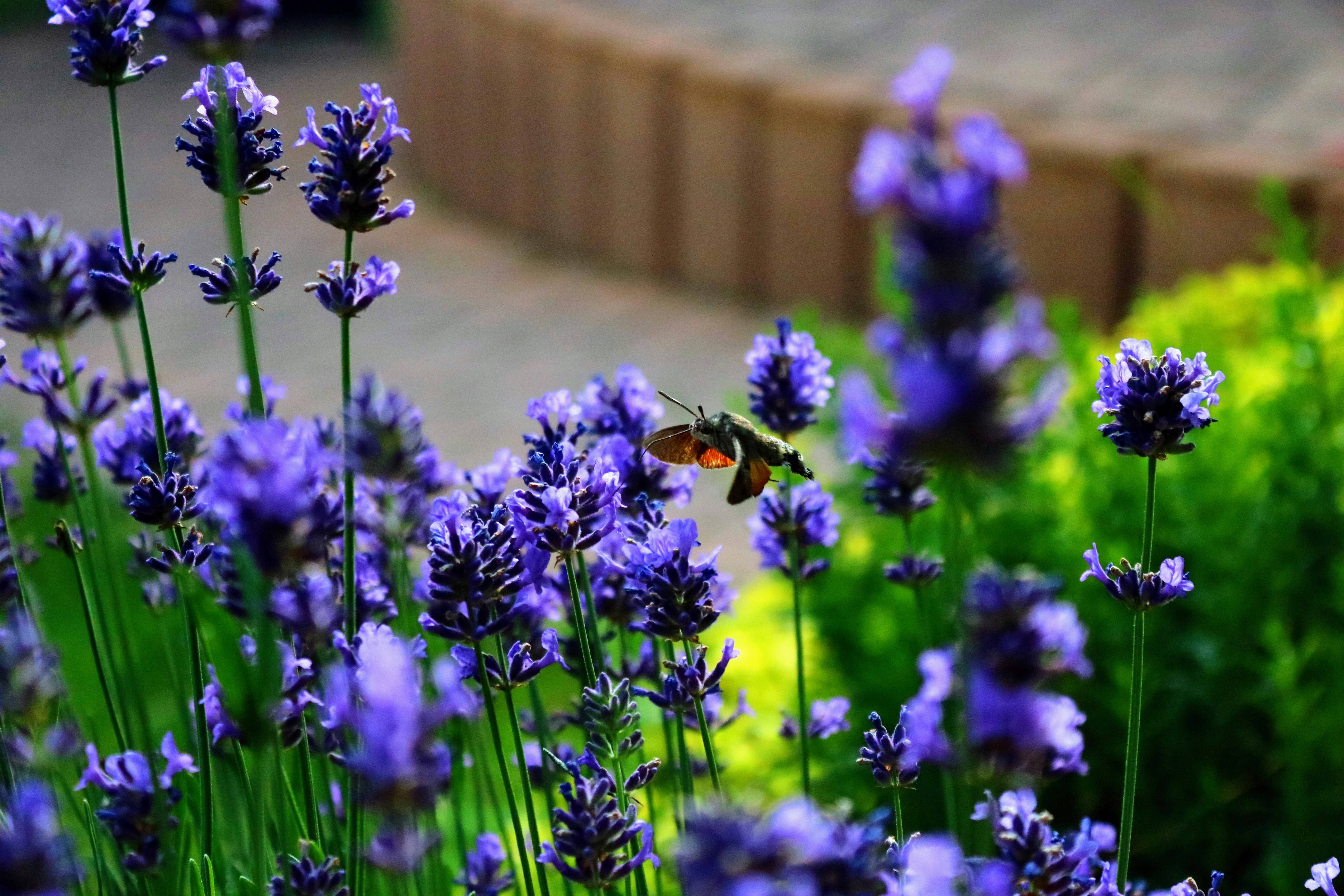 Nectar in the Lavender Corridor: Hovering Hawk-Moth Among Purple Spikes