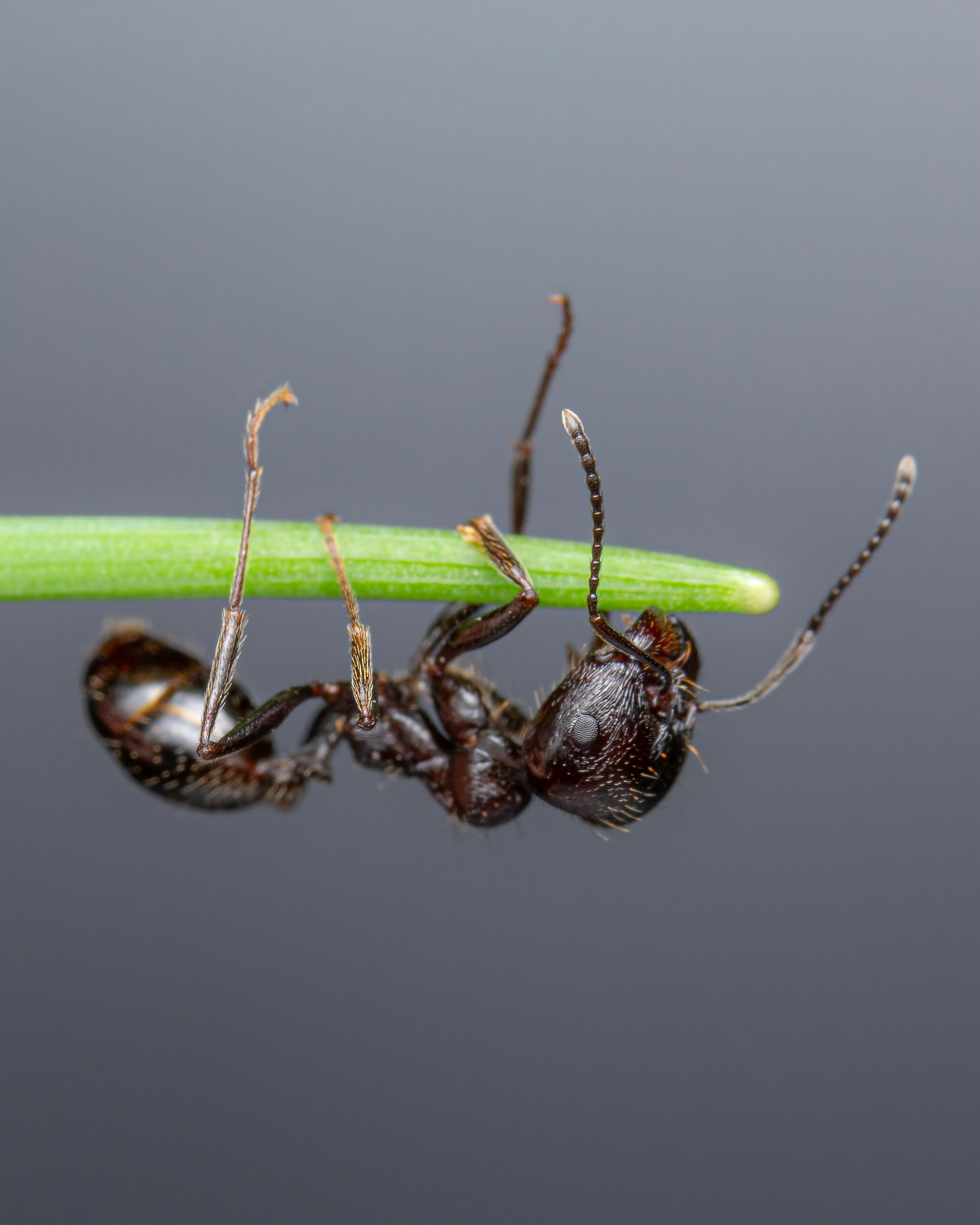 Macro Ant