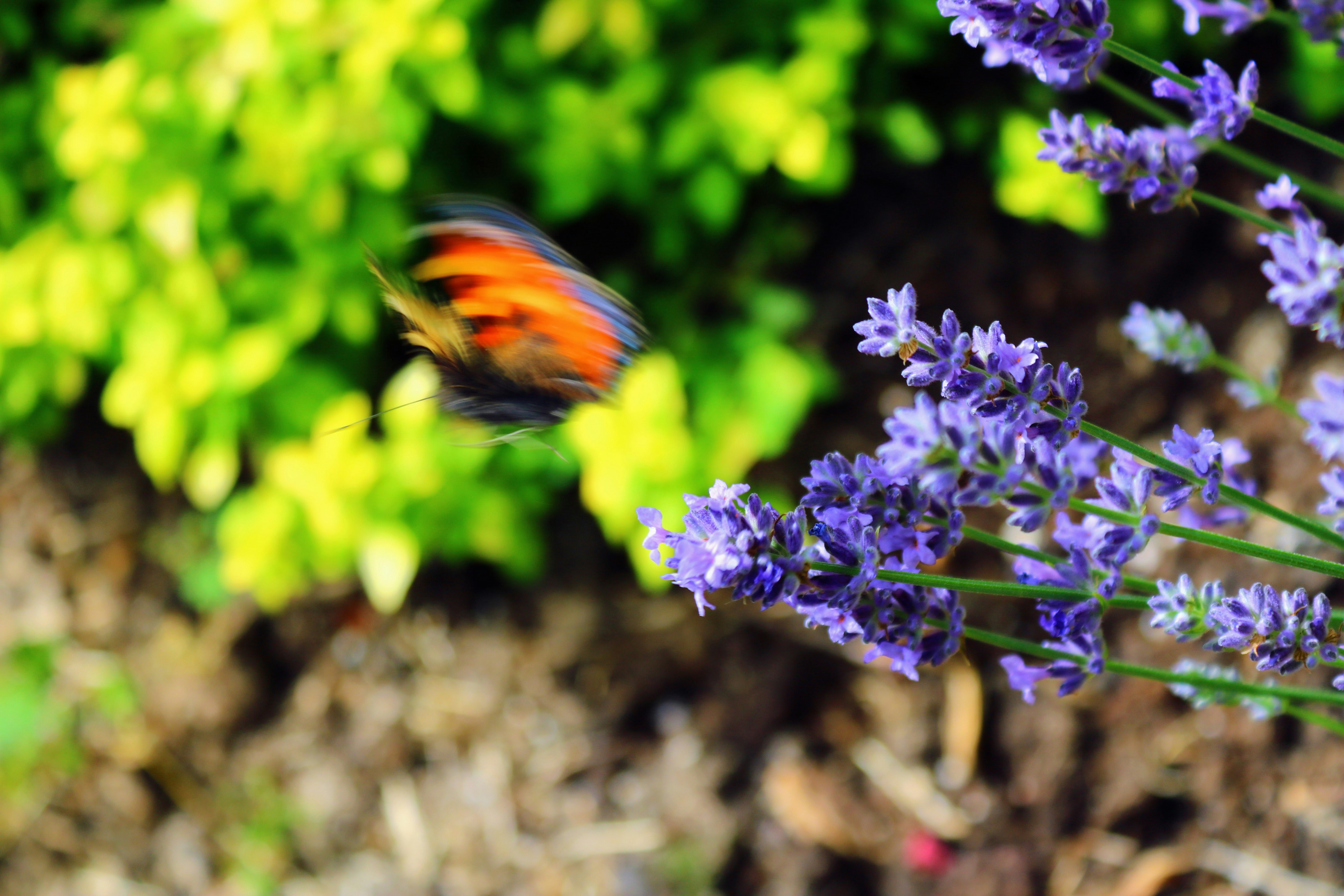 Fluttering Burst: A Blurred Butterfly Against Lavender Bloom