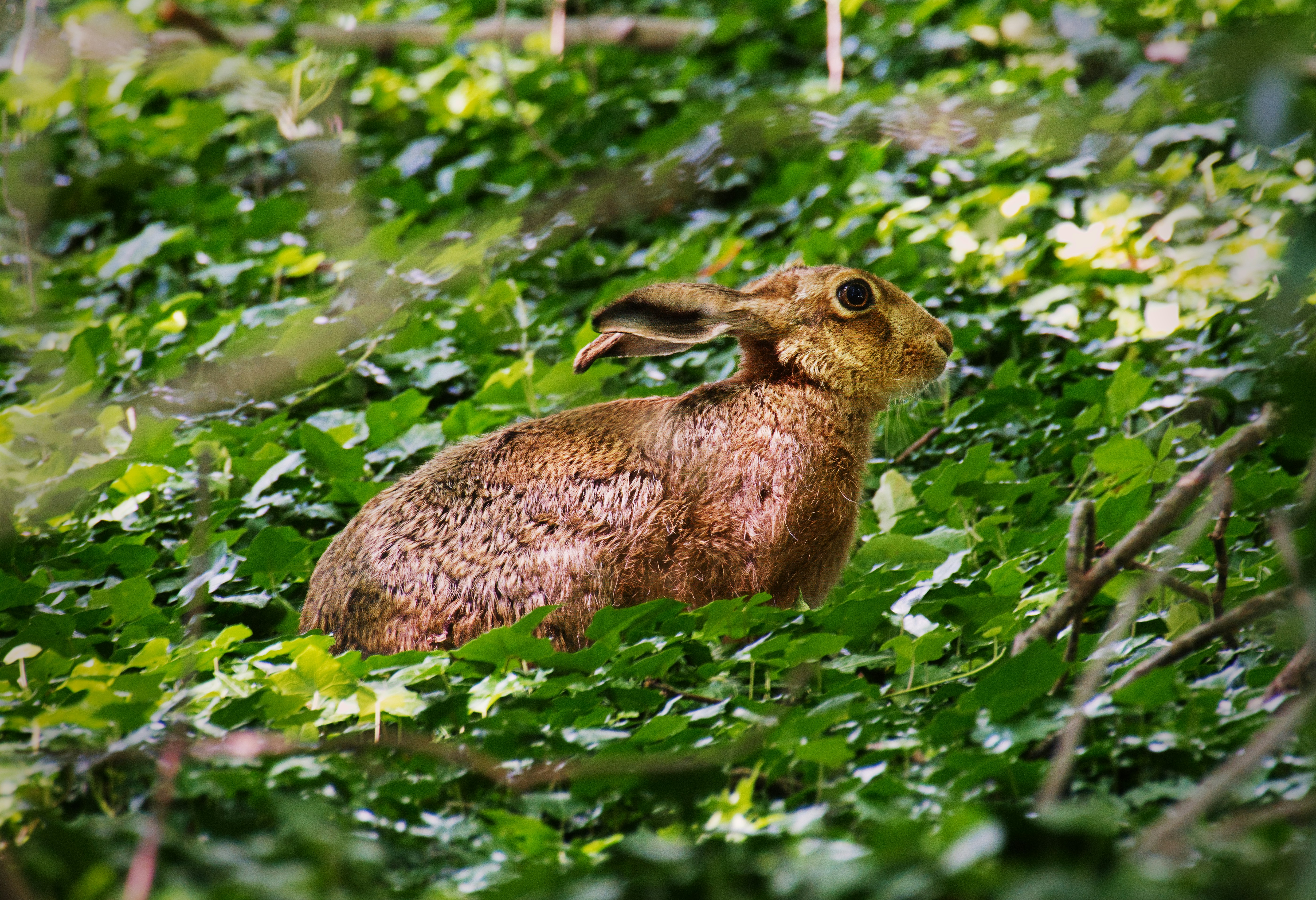 Hares Pictures | Download Free Images on Unsplash