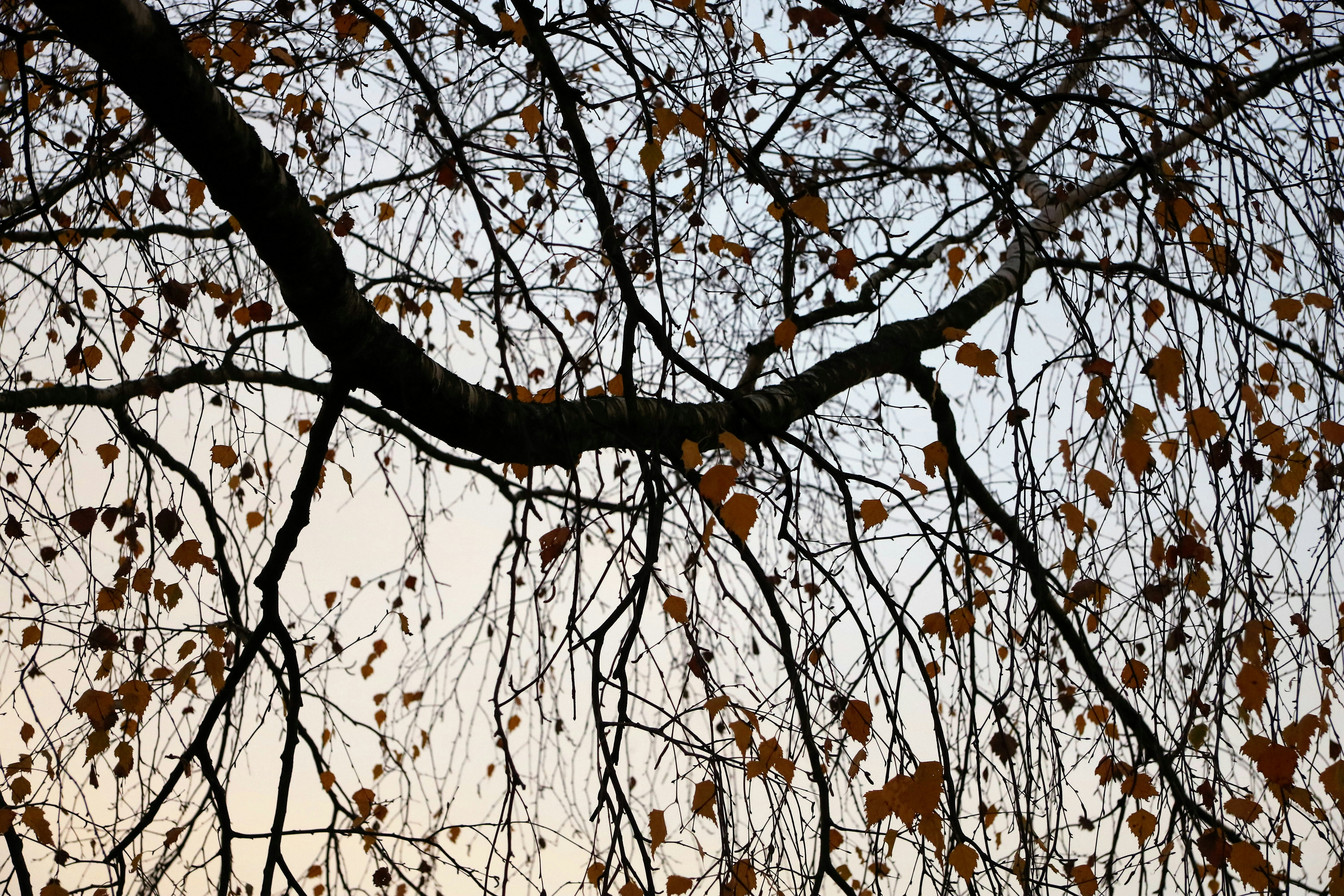 Las ramas de un árbol sin hojas foto – Imagen de Český krumlov gratuita ...