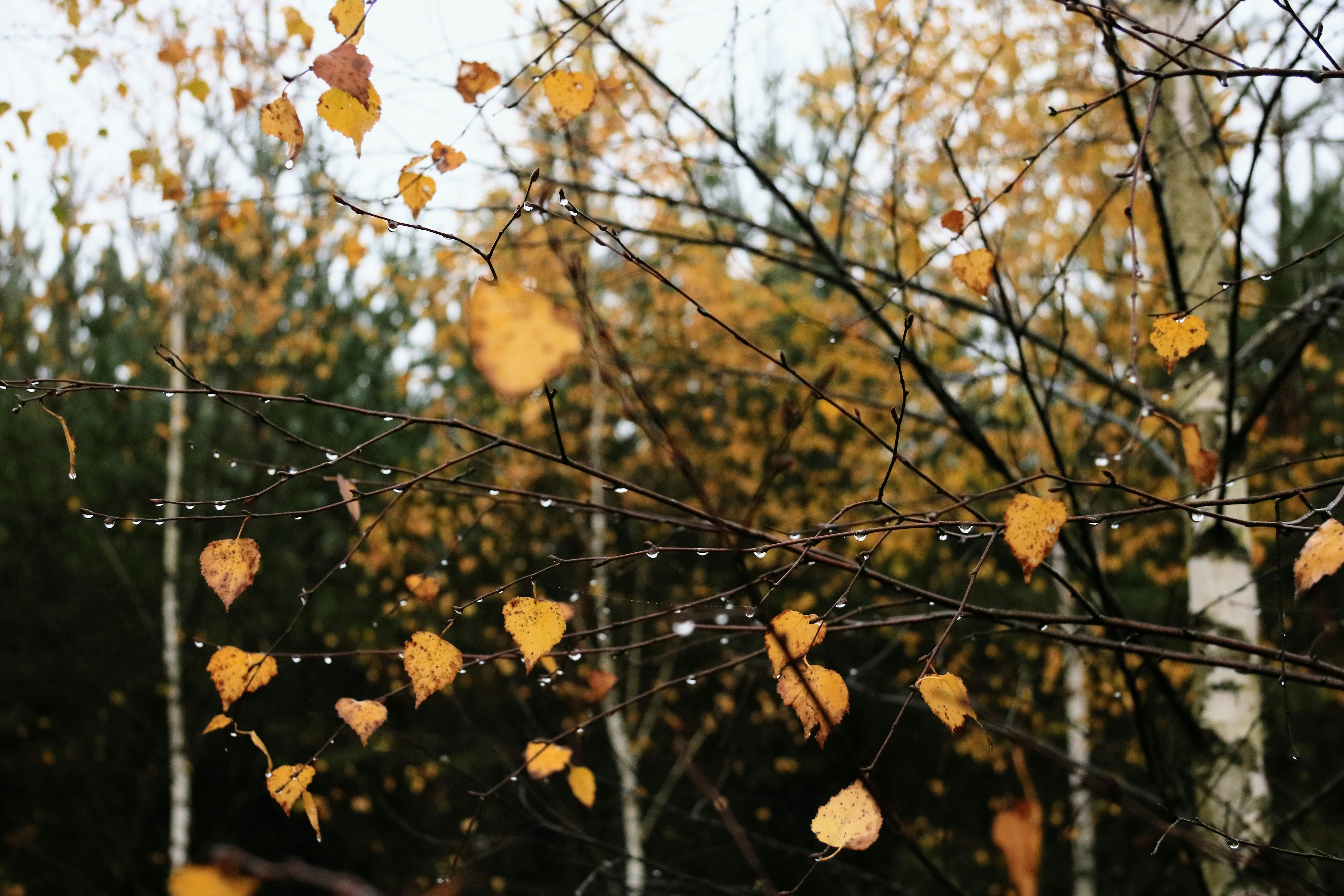 Close-up of autumn leaves with dewdrops clinging to their edges. The photograph captures the freshness and beauty of a morning in autumn.