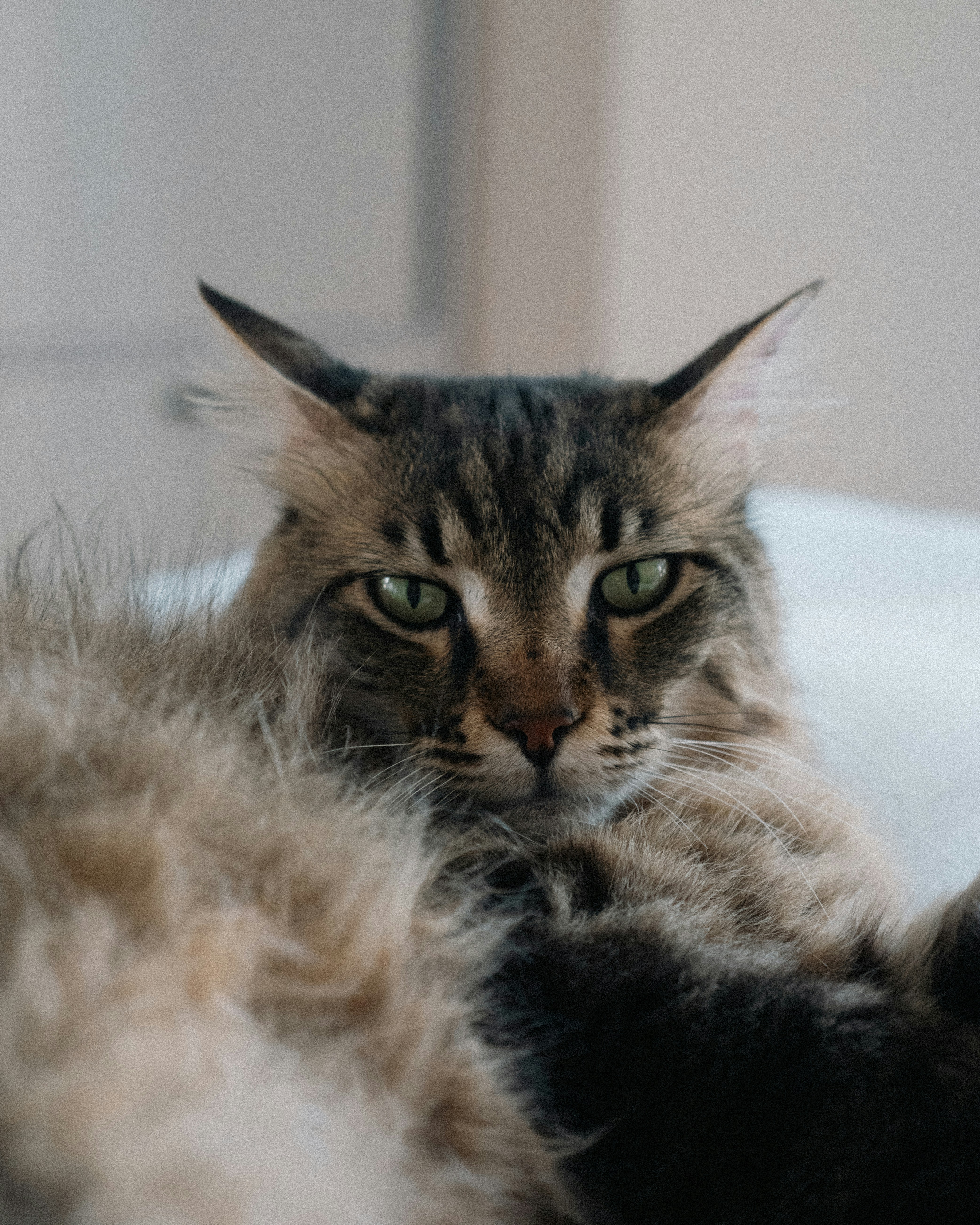Emerald Gaze in Velvet Fur: A Quiet Cat Portrait