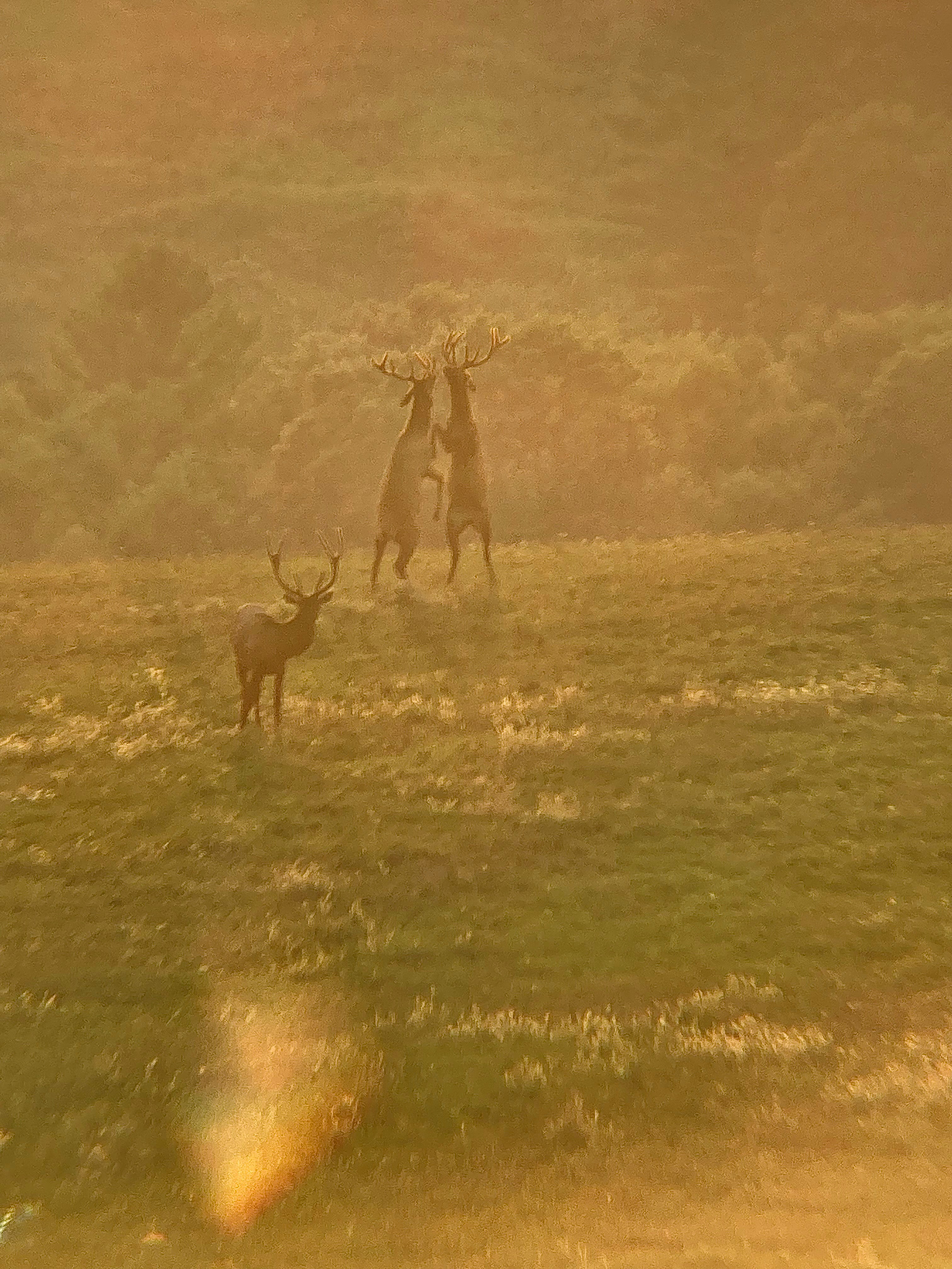 A couple of deer standing on top of a lush green field