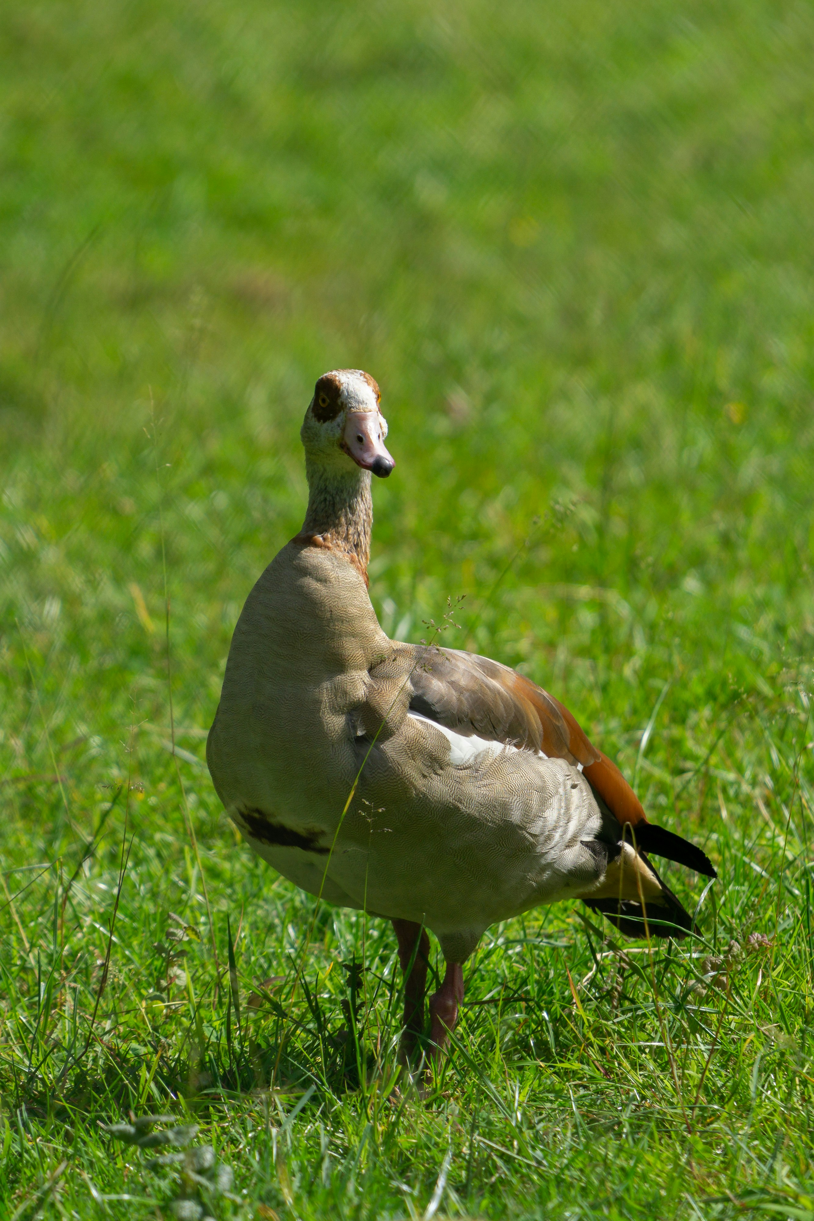 Photo by Robert Schwarz with Sony Alpha 6000