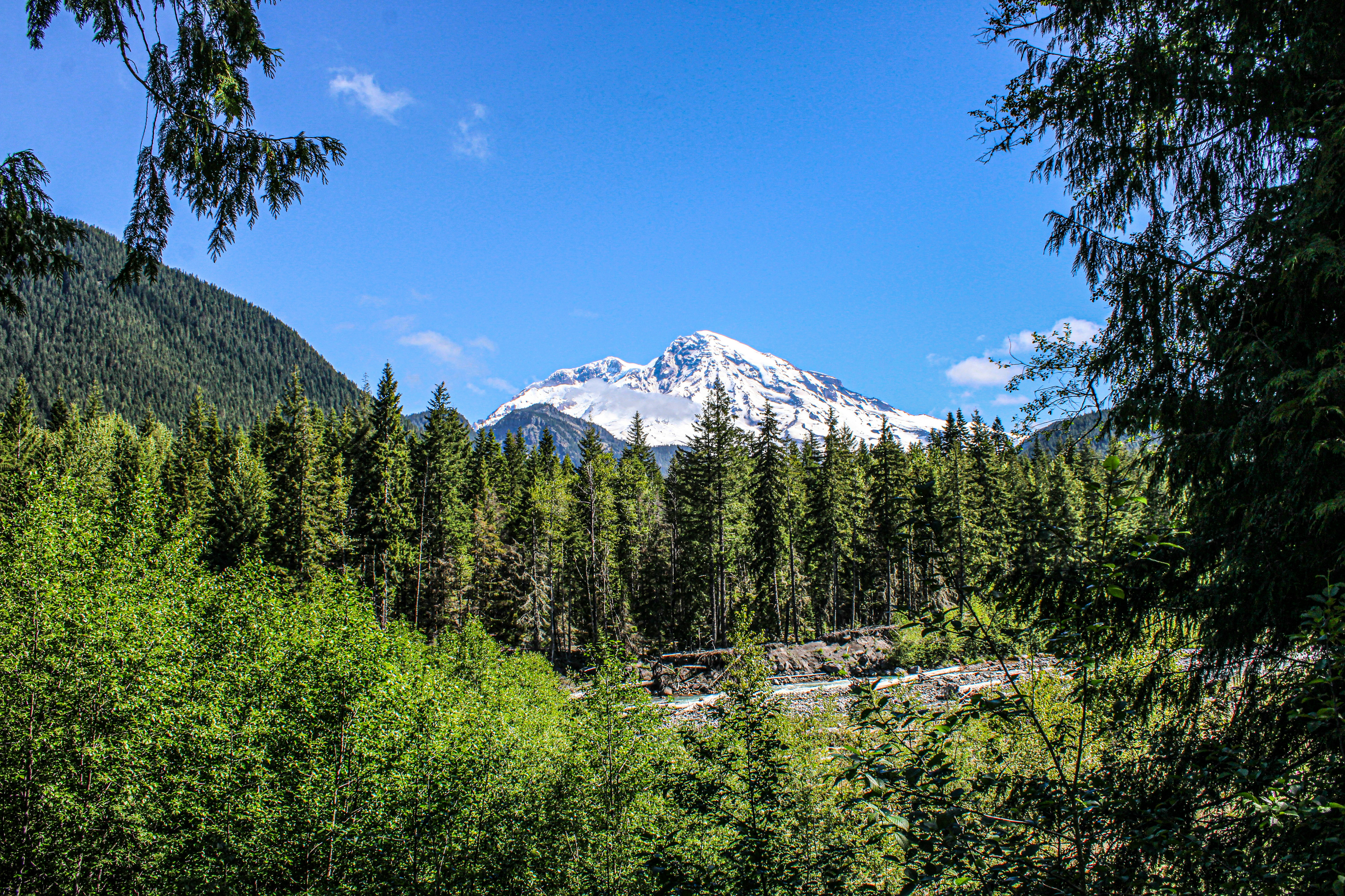 A view of a mountain through the trees photo – Free Nisqually river ...