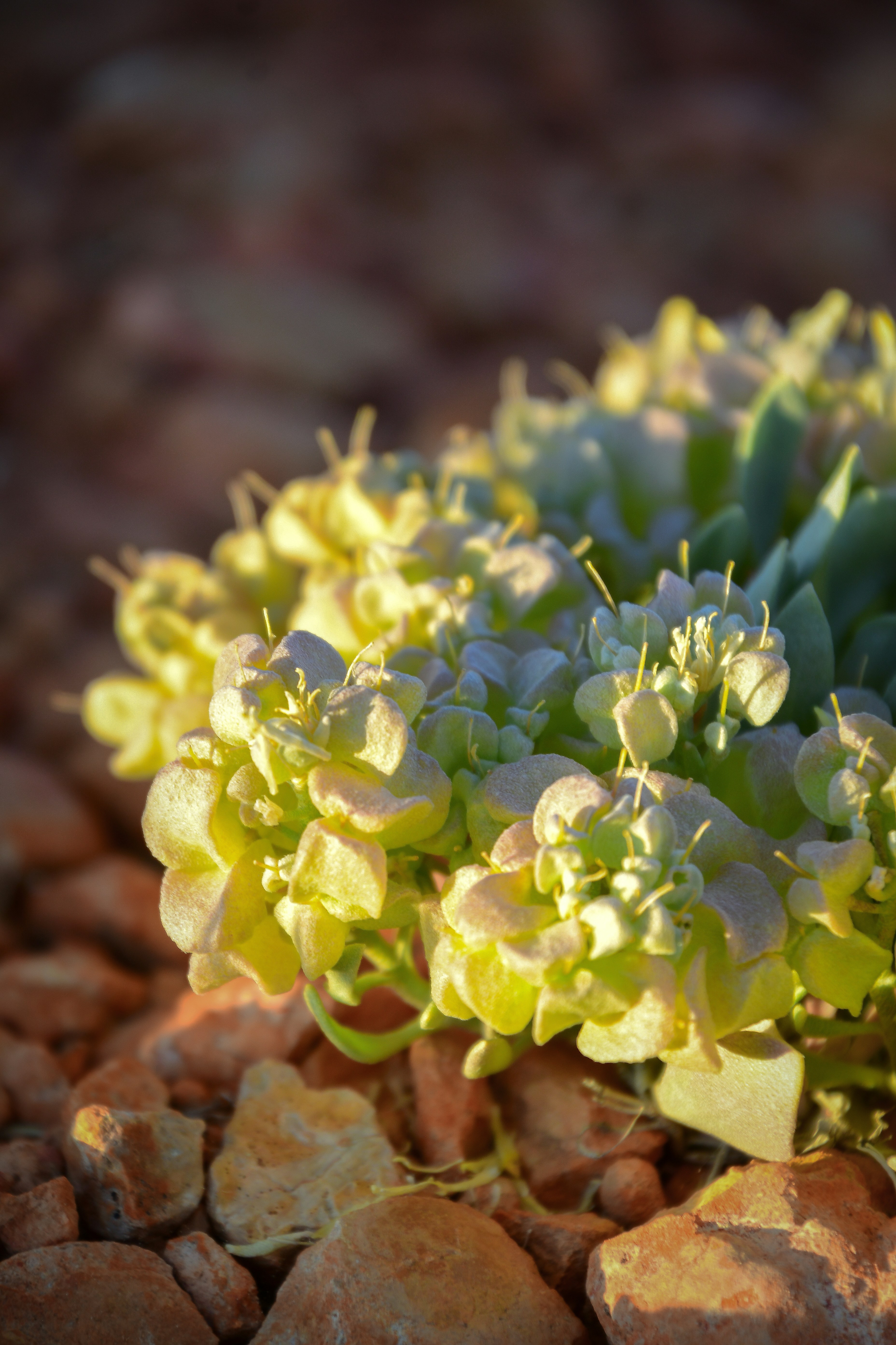 Sunlit Hydrangea Cluster on a Pebble Bed