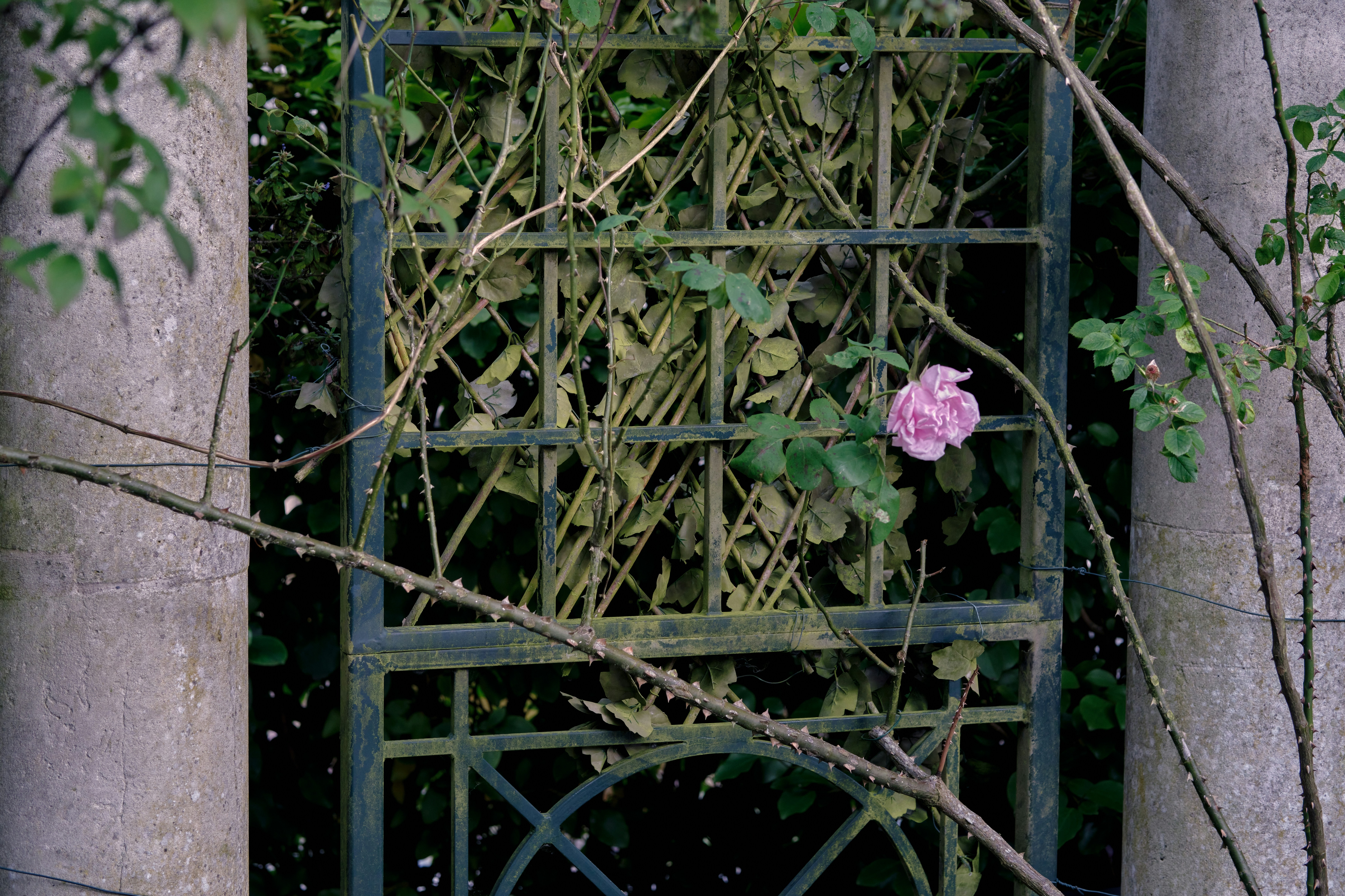 Rosy Blossom Among Iron Weave: A Quiet Garden Moment