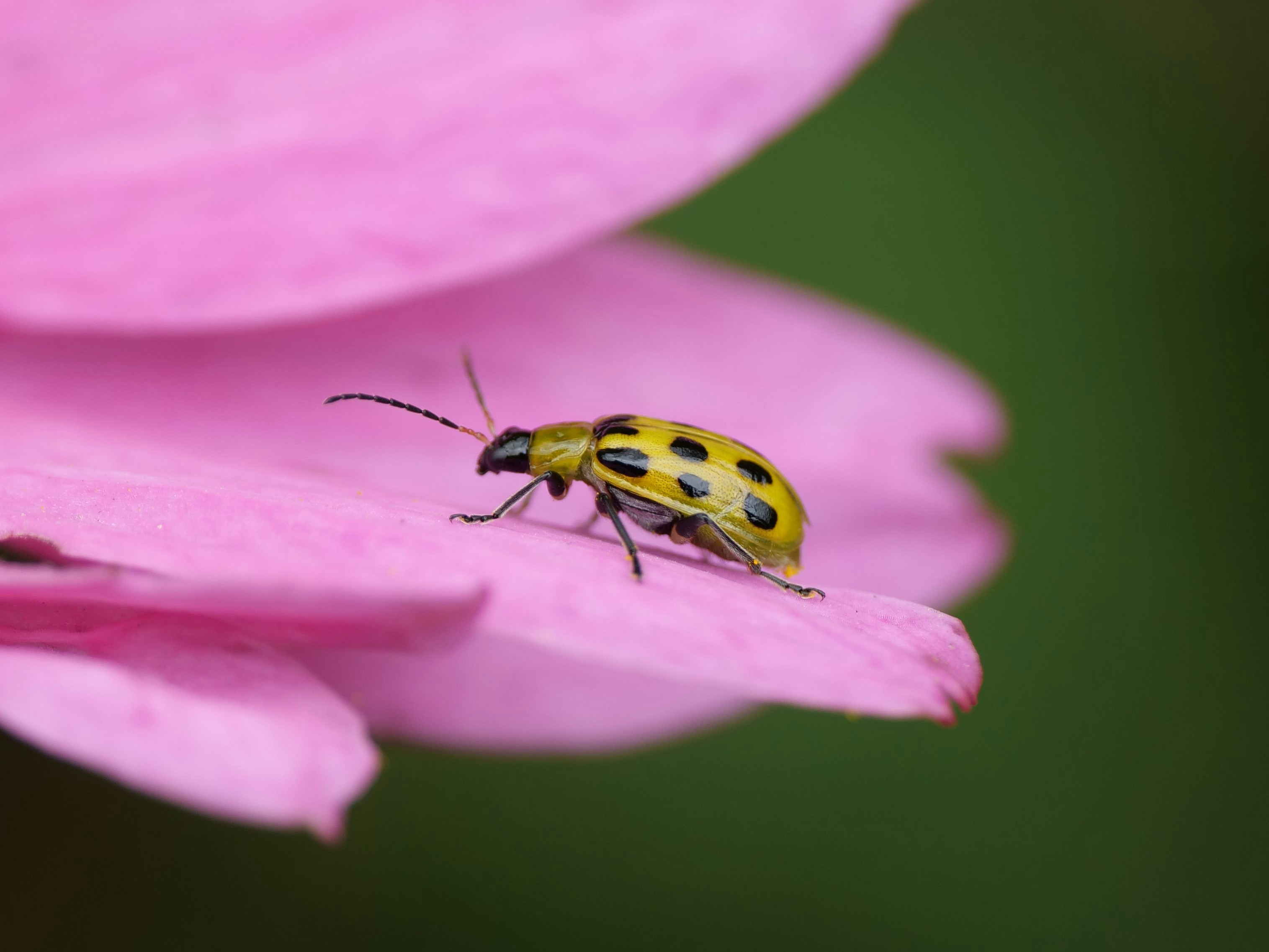 Path Across Pink: A Golden-Spotted Beetle on a Petal