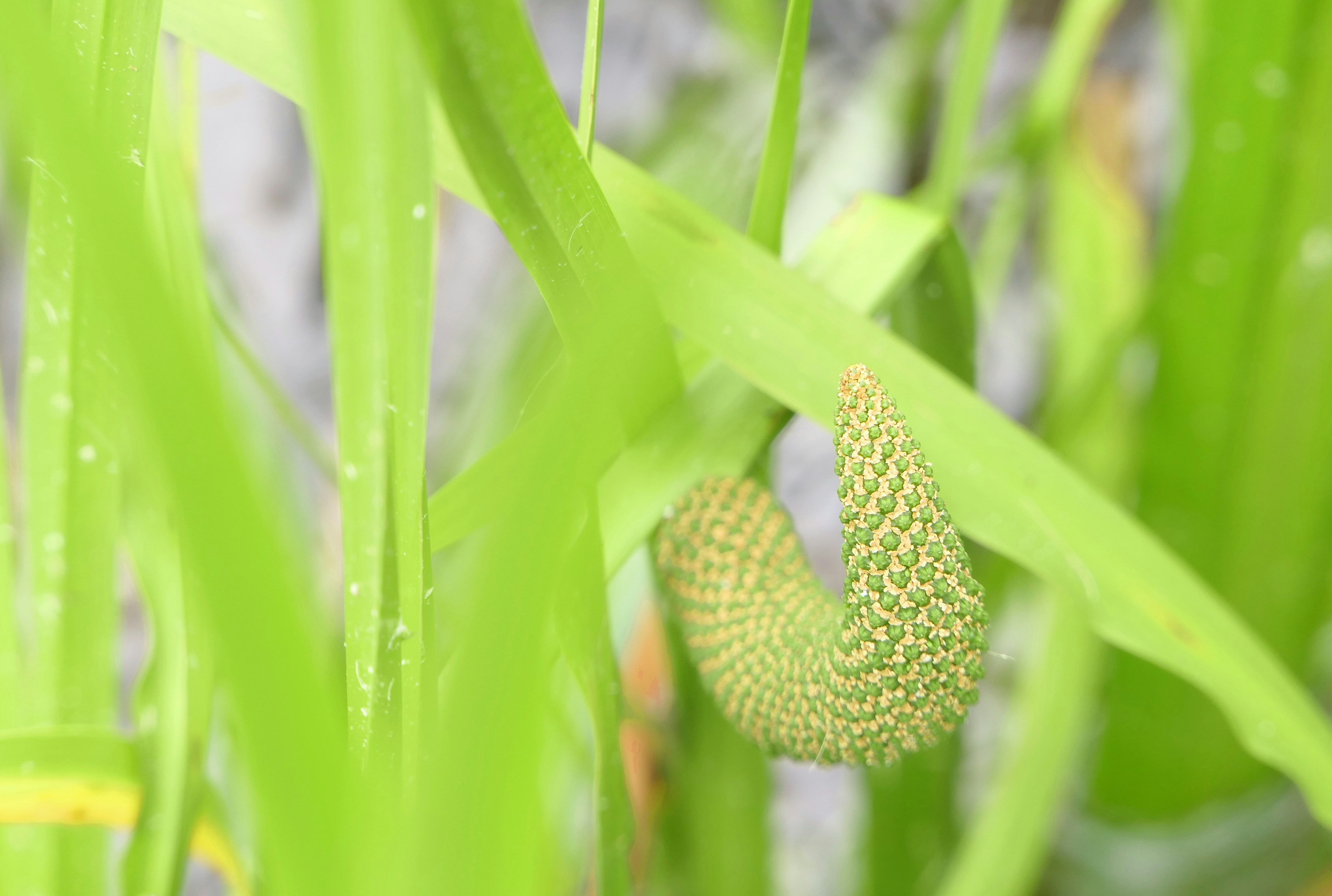 grass and plants along lakeside