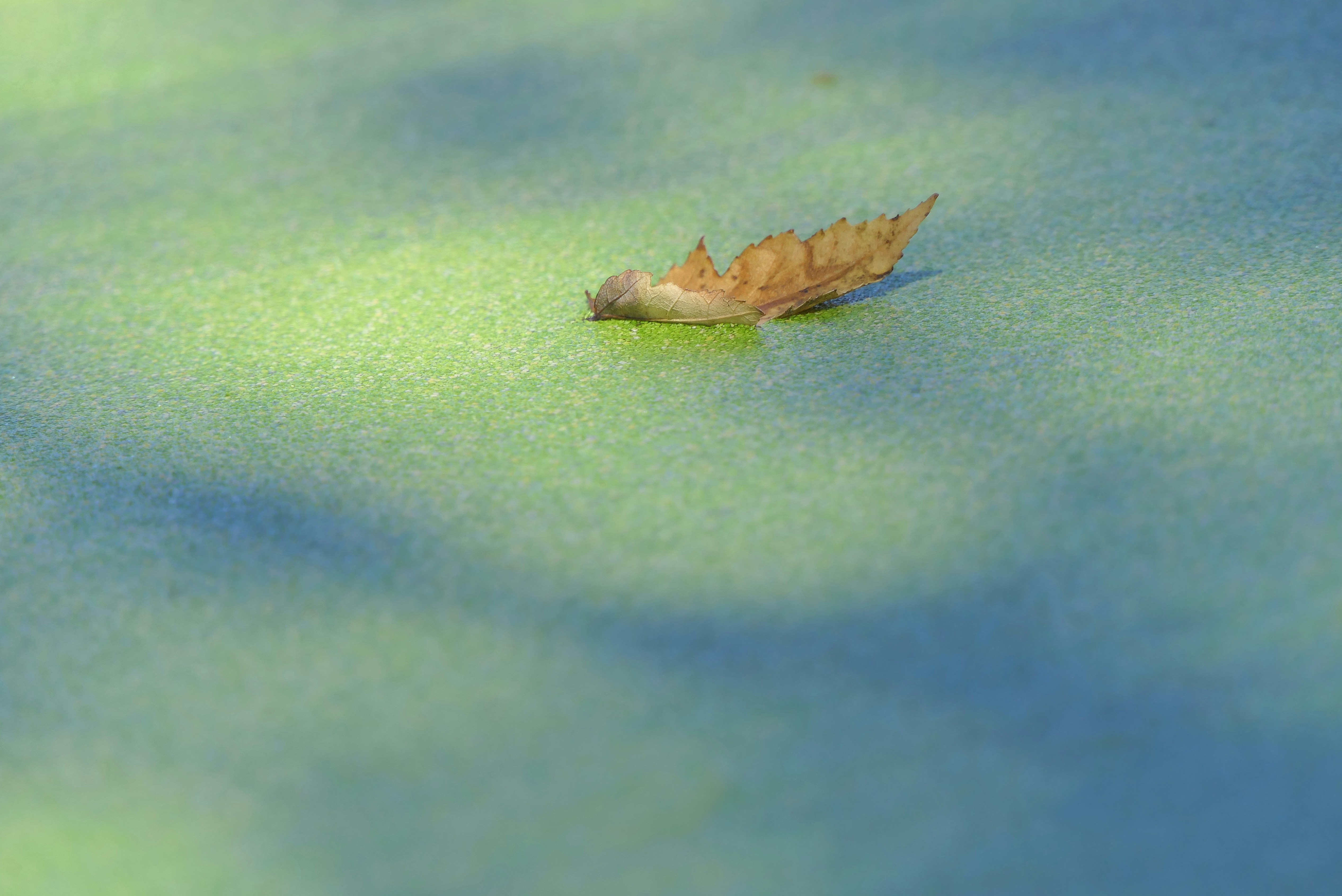 Drifting Leaf on a Cyan-Blue Pond: Quiet Light Mosaic