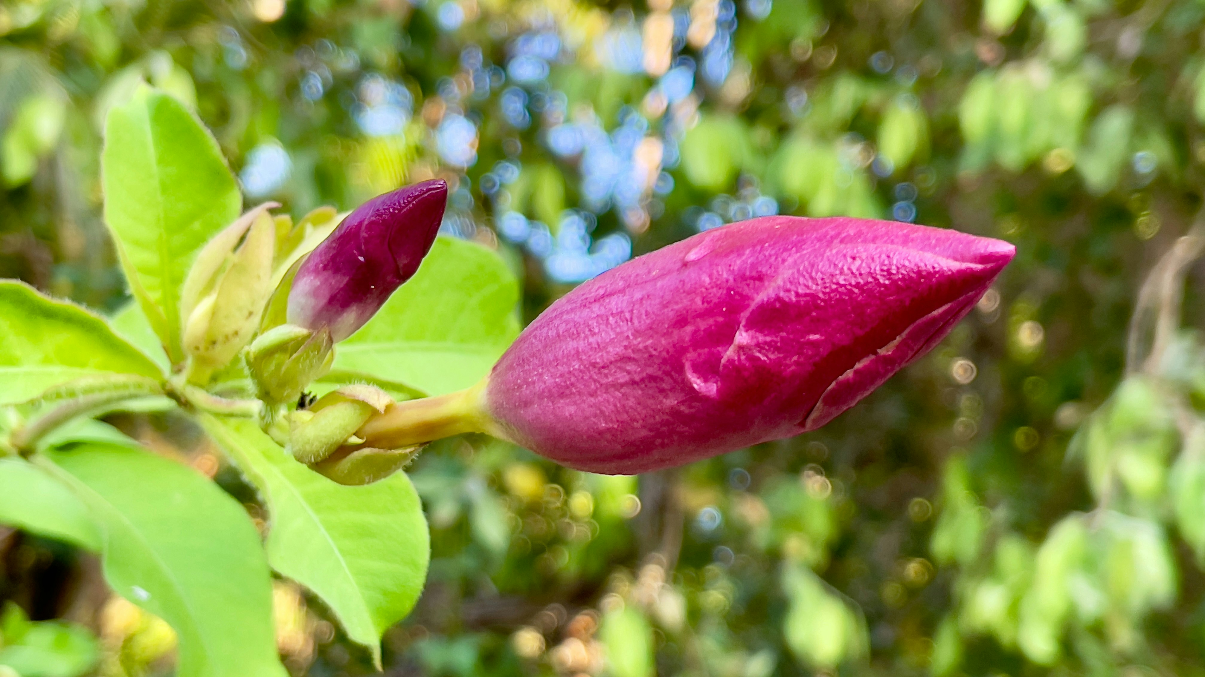 Pink Bud in Velvet Green: A Quiet Spring Moment
