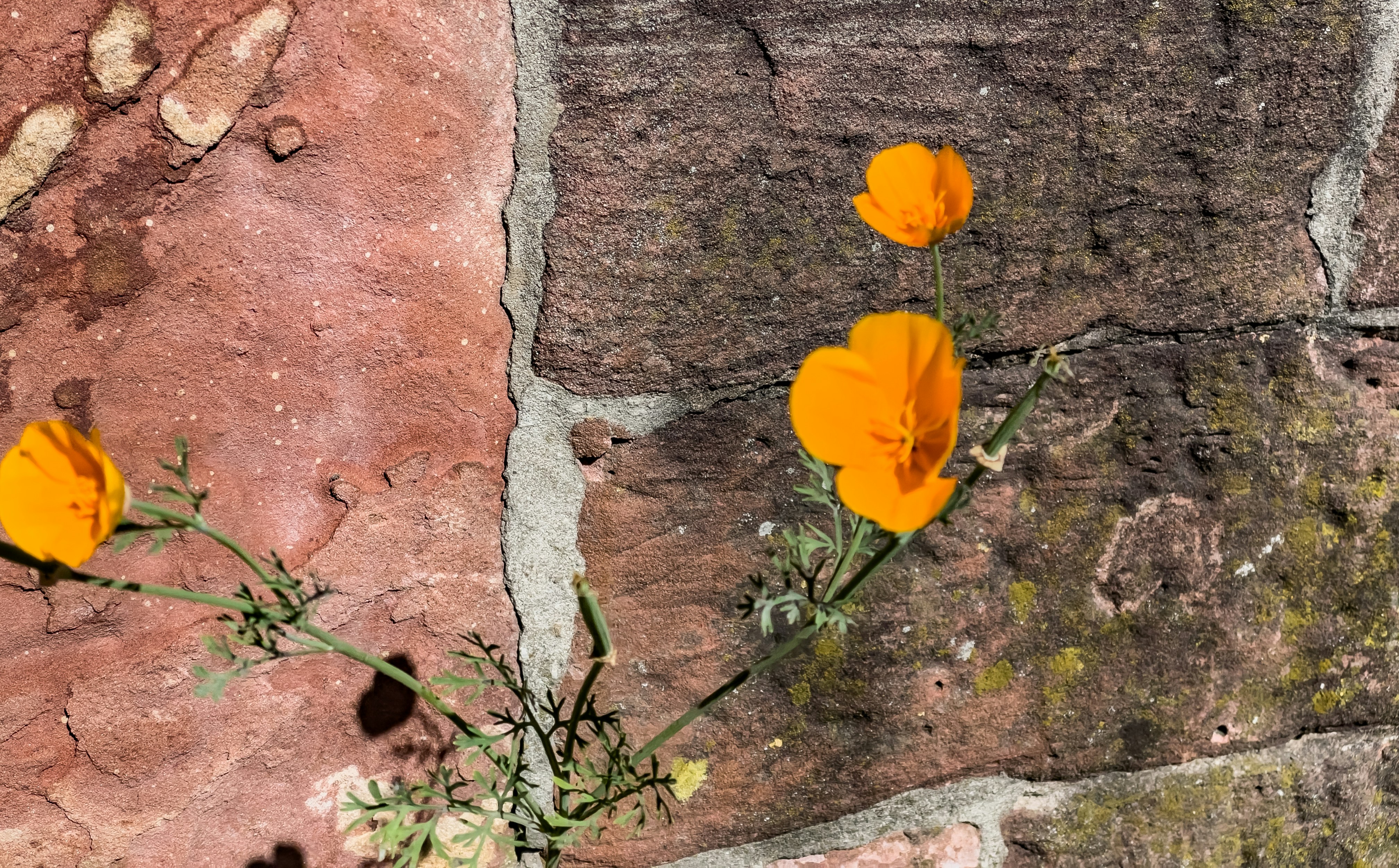 Crack-born Blooms: Orange Poppies on Aged Brick