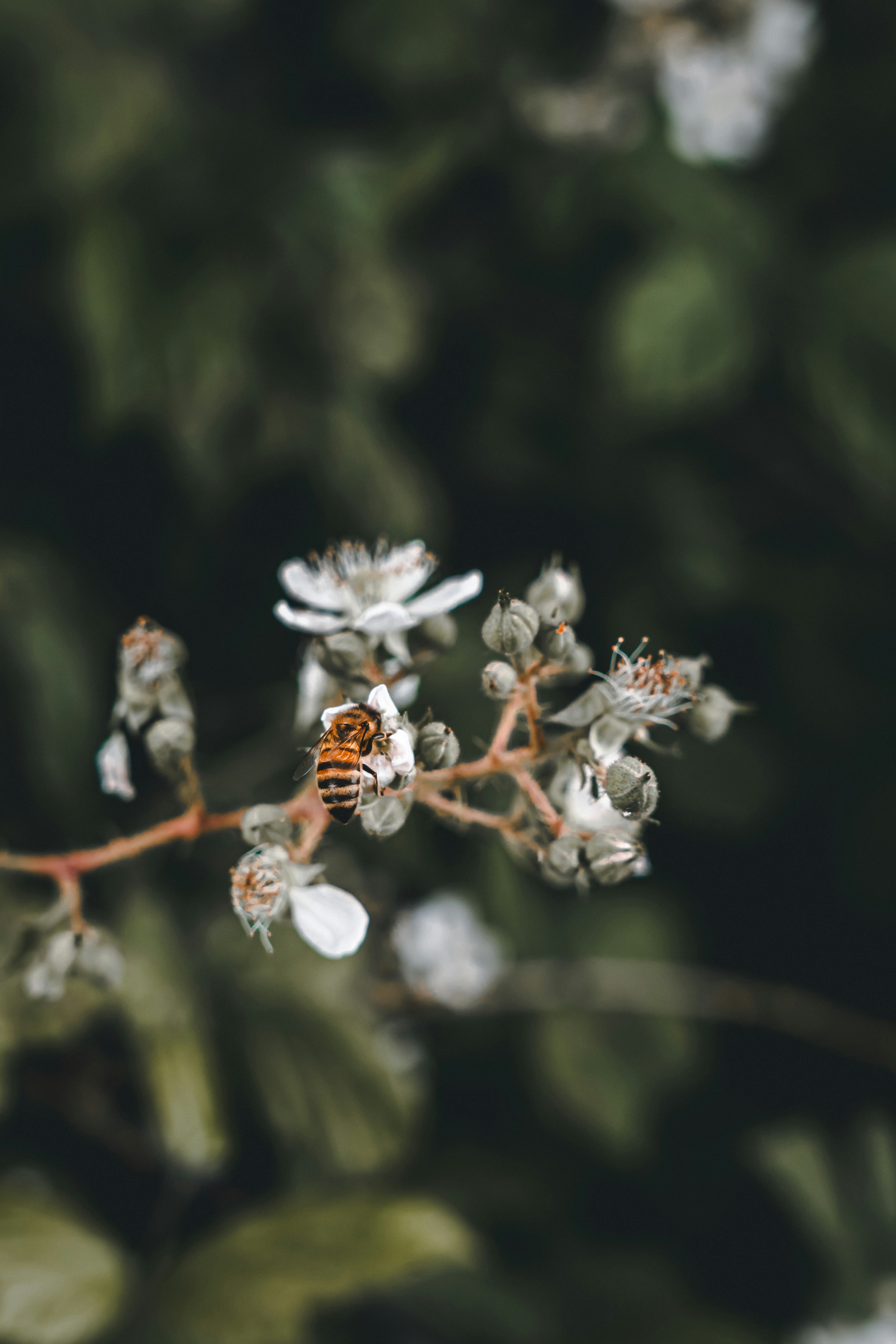 Honeybee on withered blossom: a quiet moment in soft focus