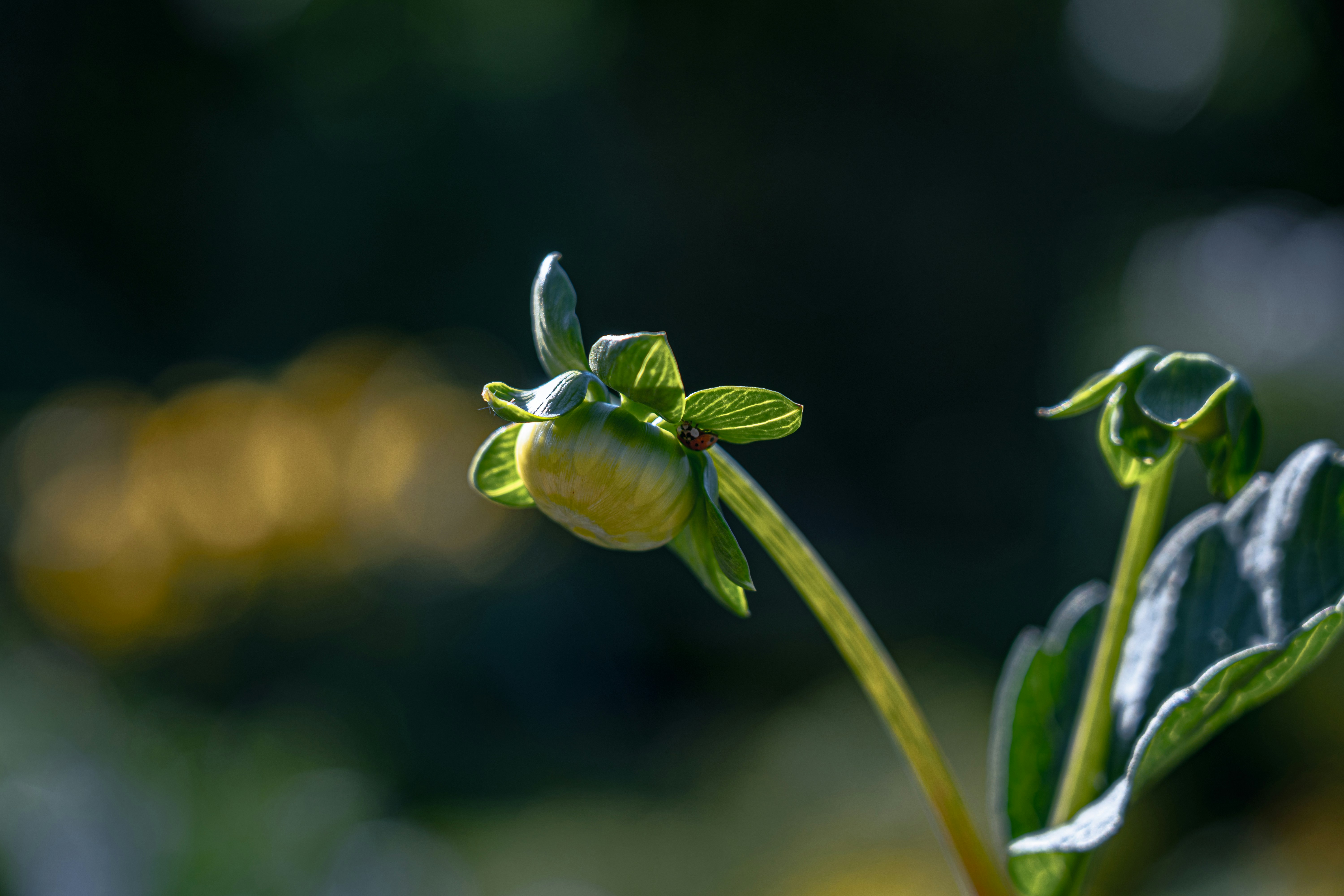 Photo by Duc Nguyen with Sony Alpha 7 III