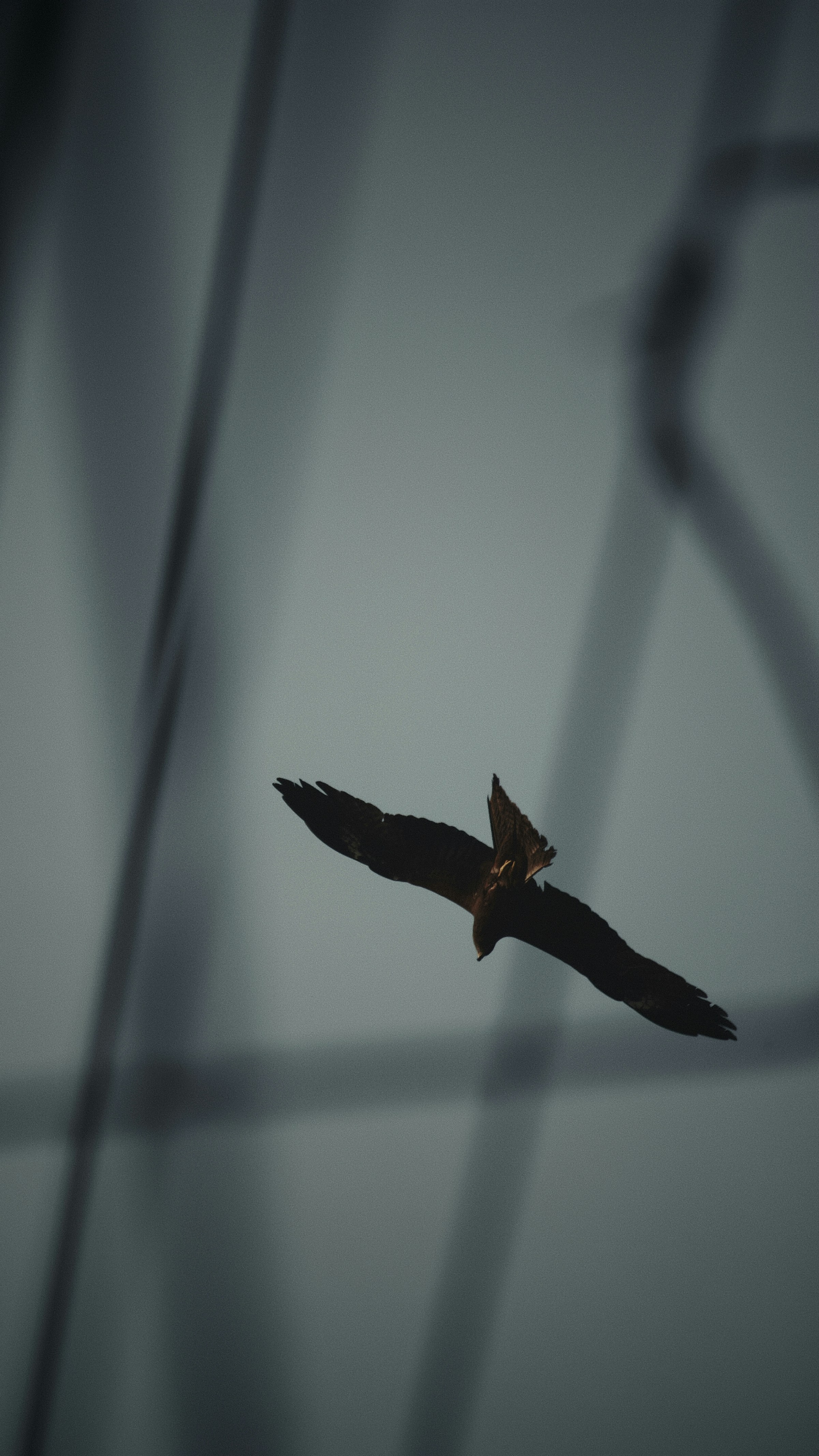 Raptor in a Blue-Gray Blur: Solo Flight Through Abstract Lines