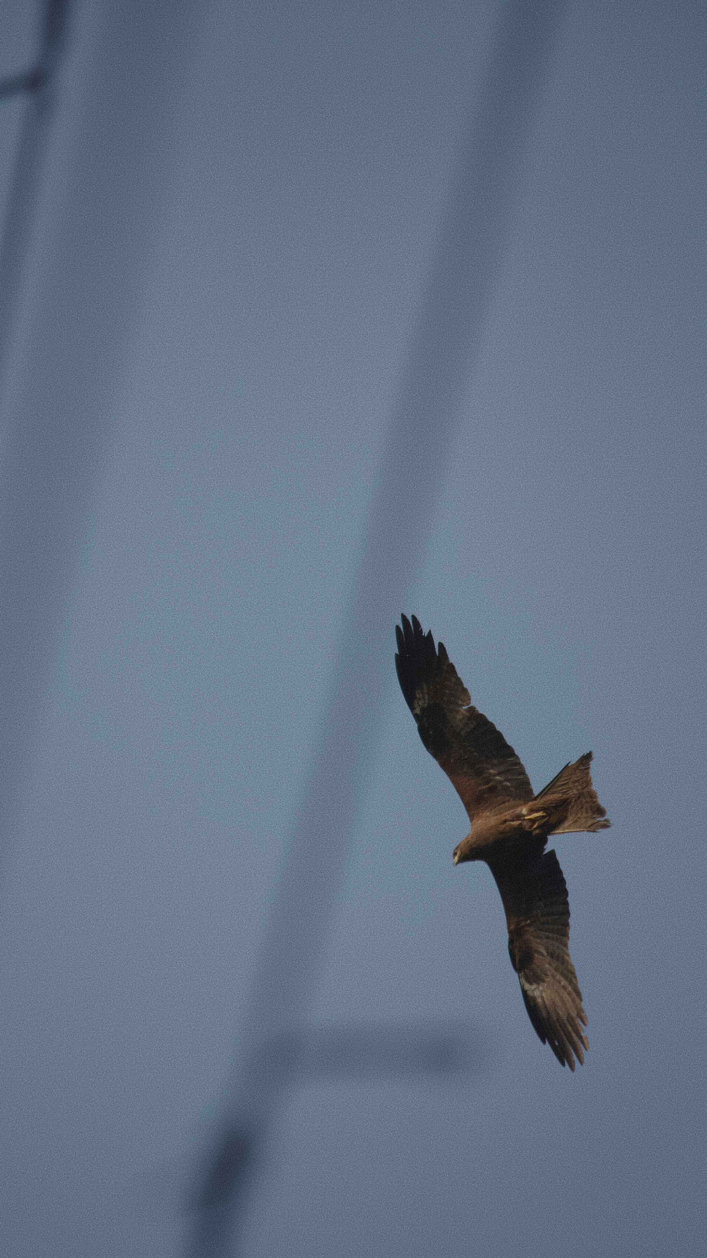 Raptor in Freefall: A Bold Sweep Across a Clear Sky