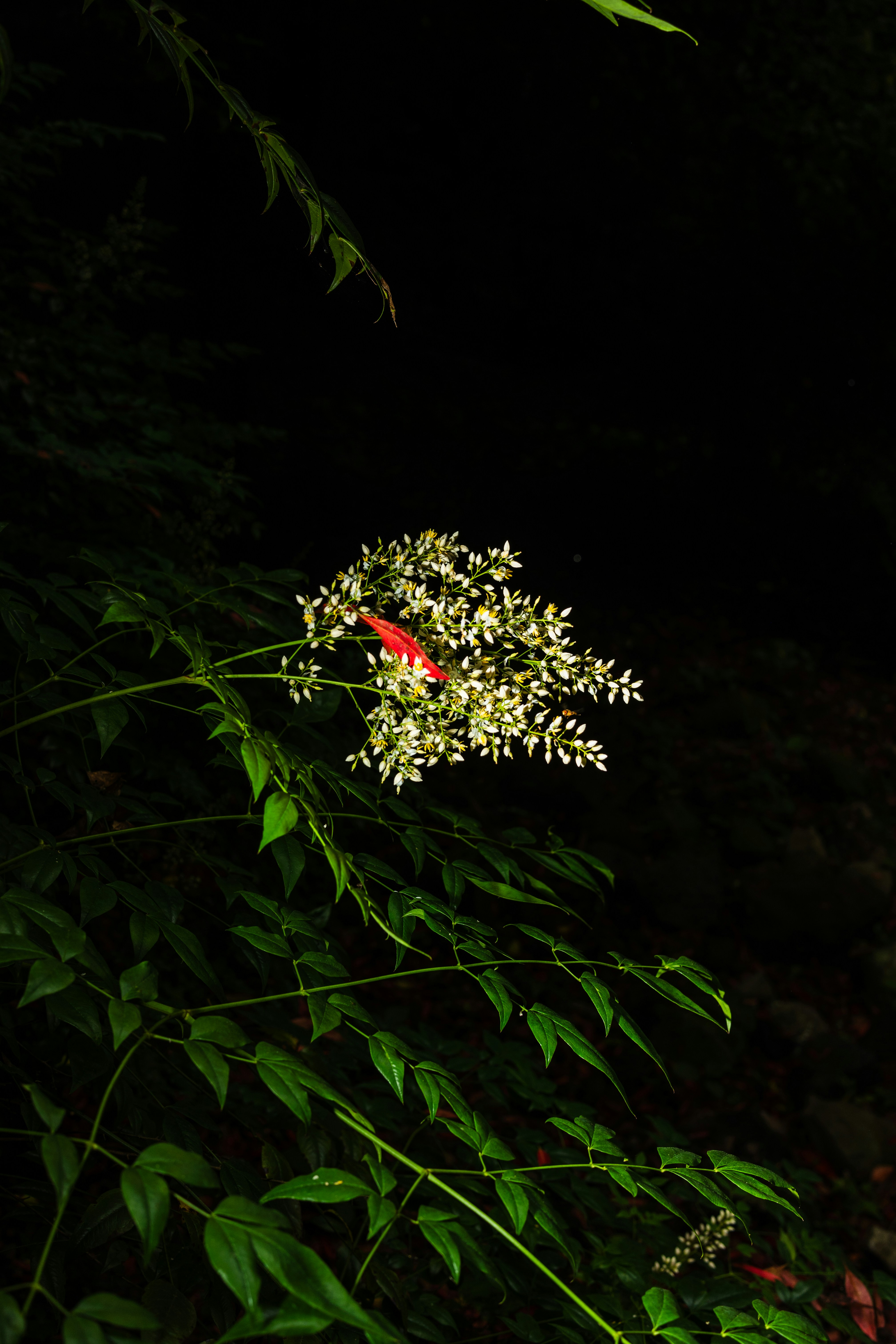 Lone Umbel in Velvet Night: White Blooms with a Crimson Accent