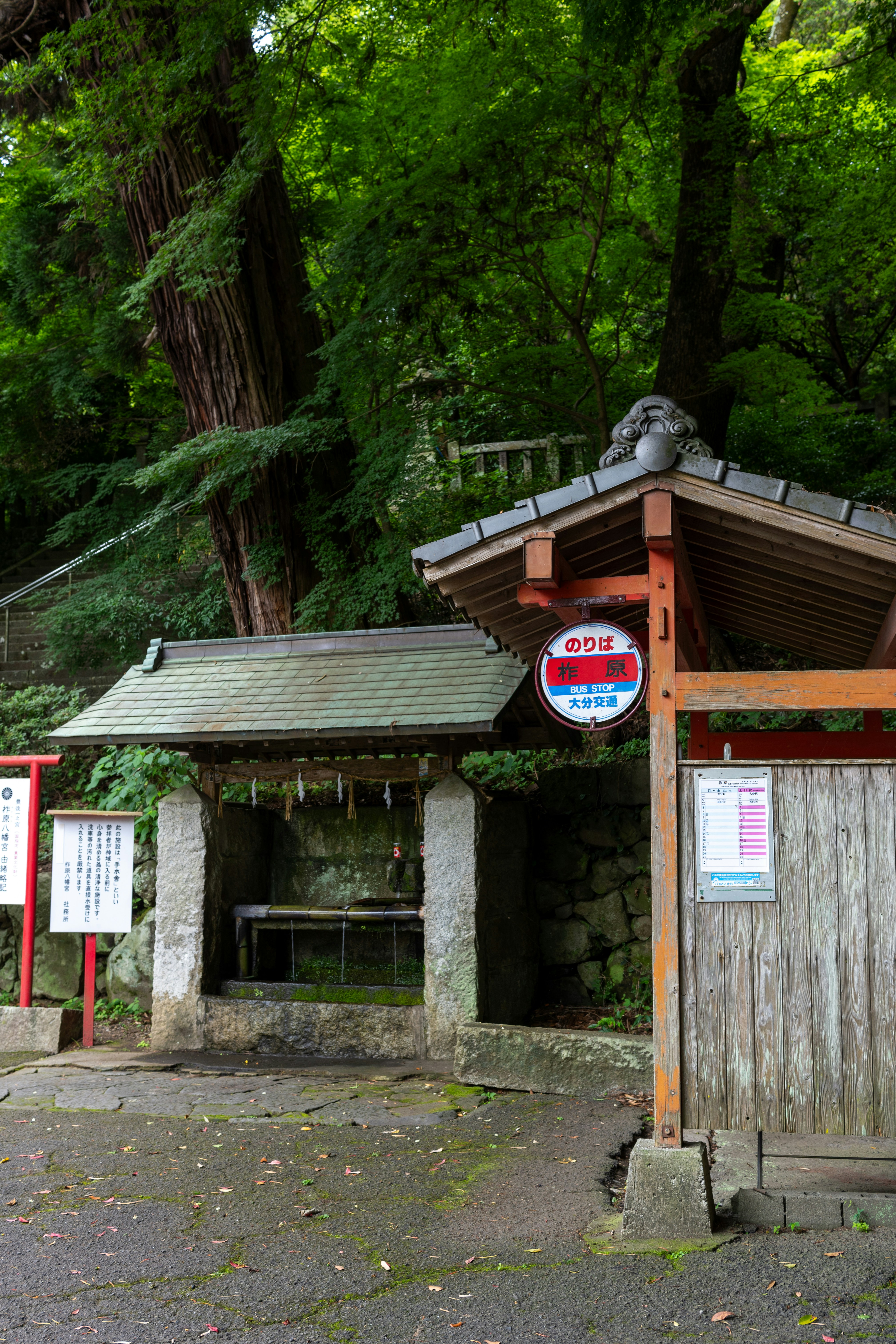 Forest Shrine Gate Framed by Moss and a Red-Circled Sign