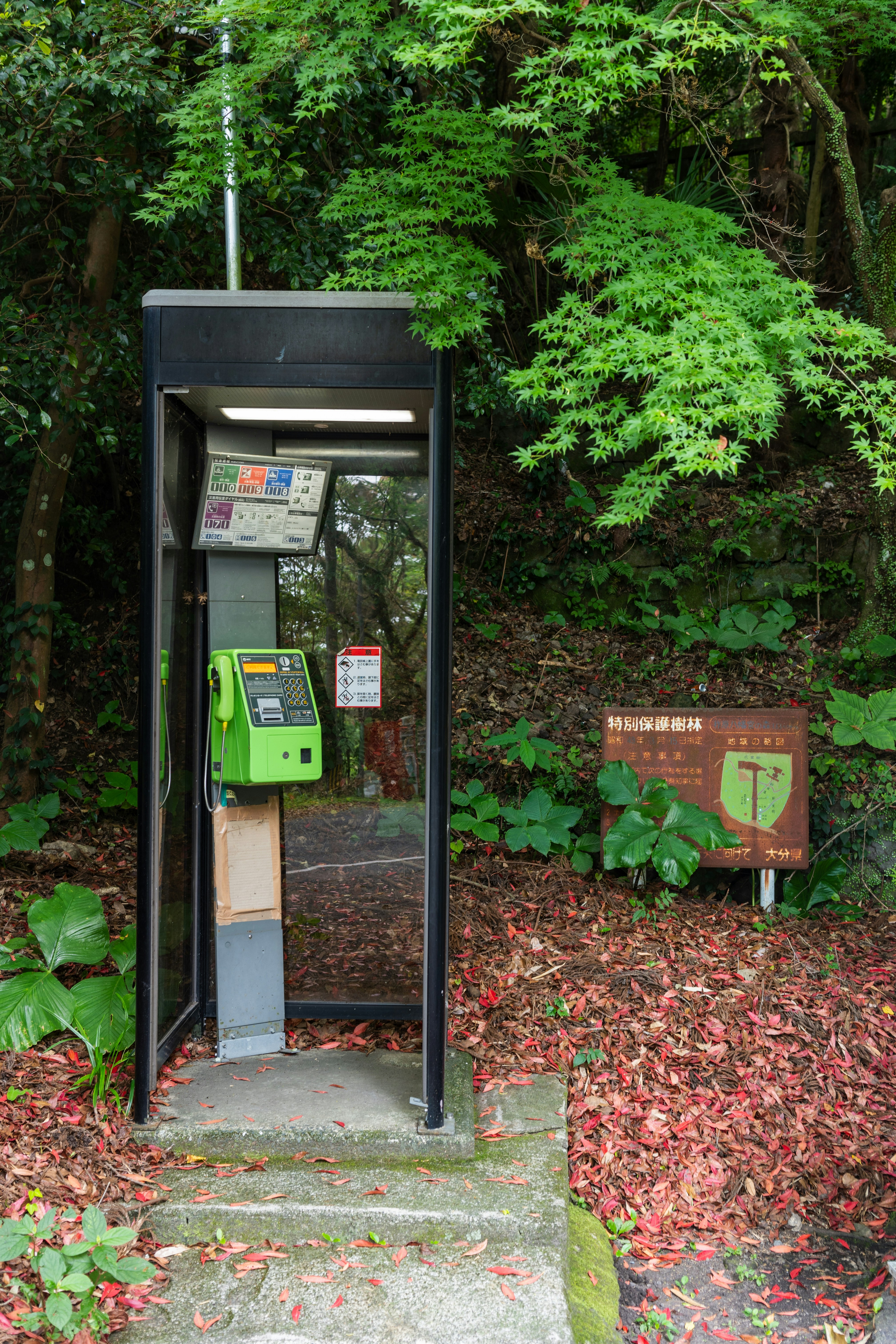 Verdant Glass Booth: Neon Payphone at the Forest's Edge