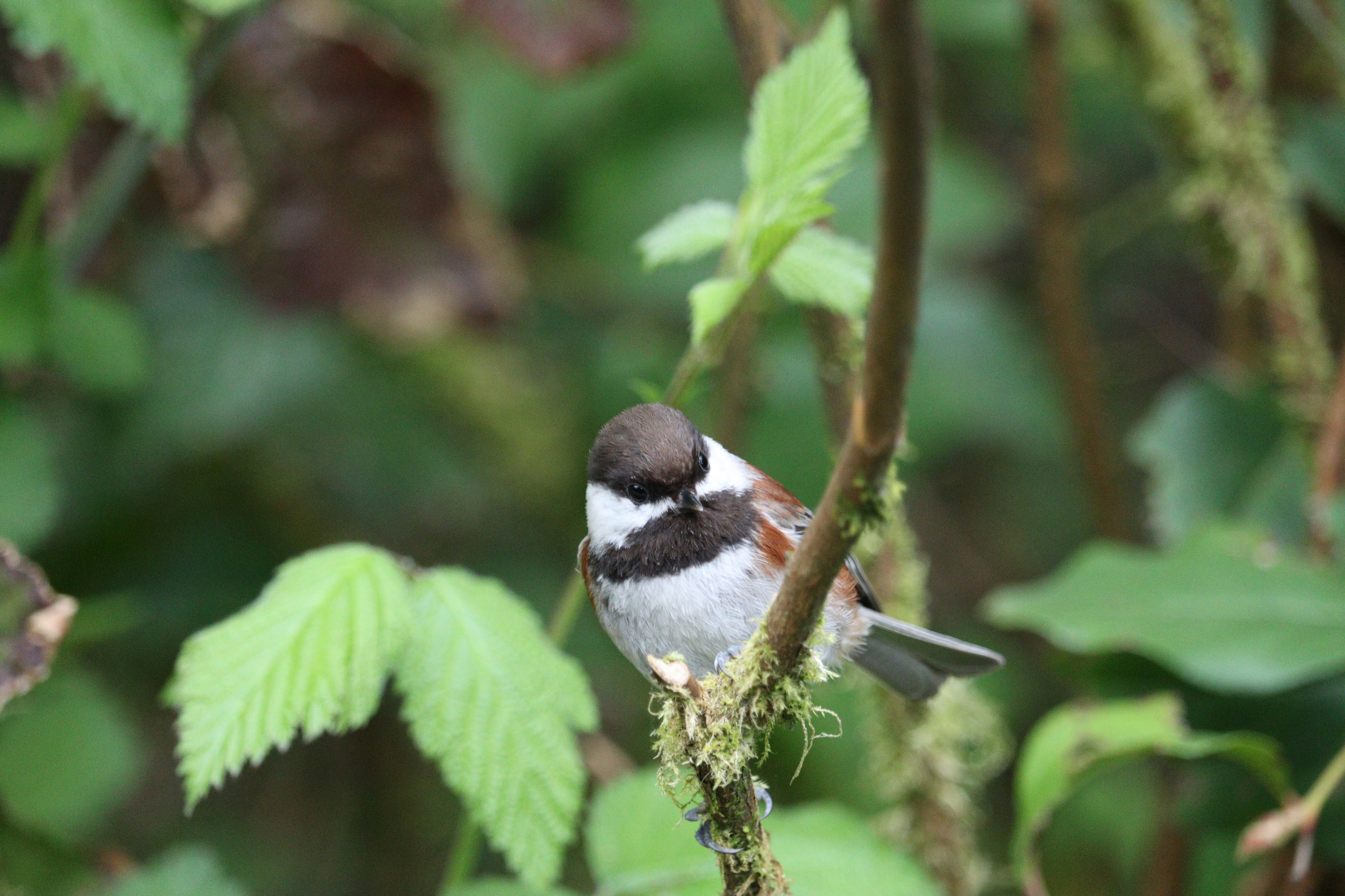 Mossy Perch: A Tiny Bird Pauses on a Moss-Covered Branch