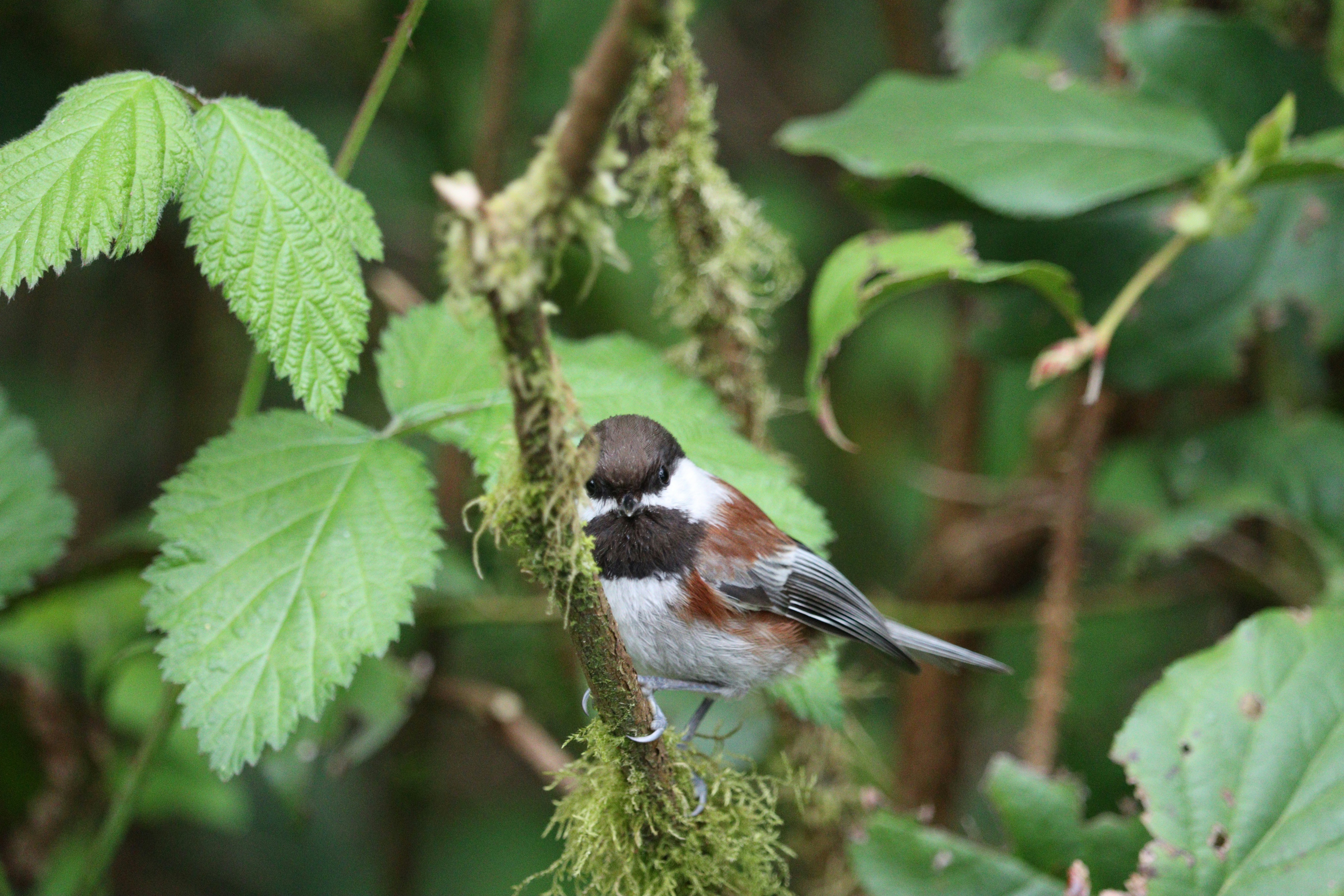 Perched in a Green Tangle: A Tiny Songbird on a Mossy Stem