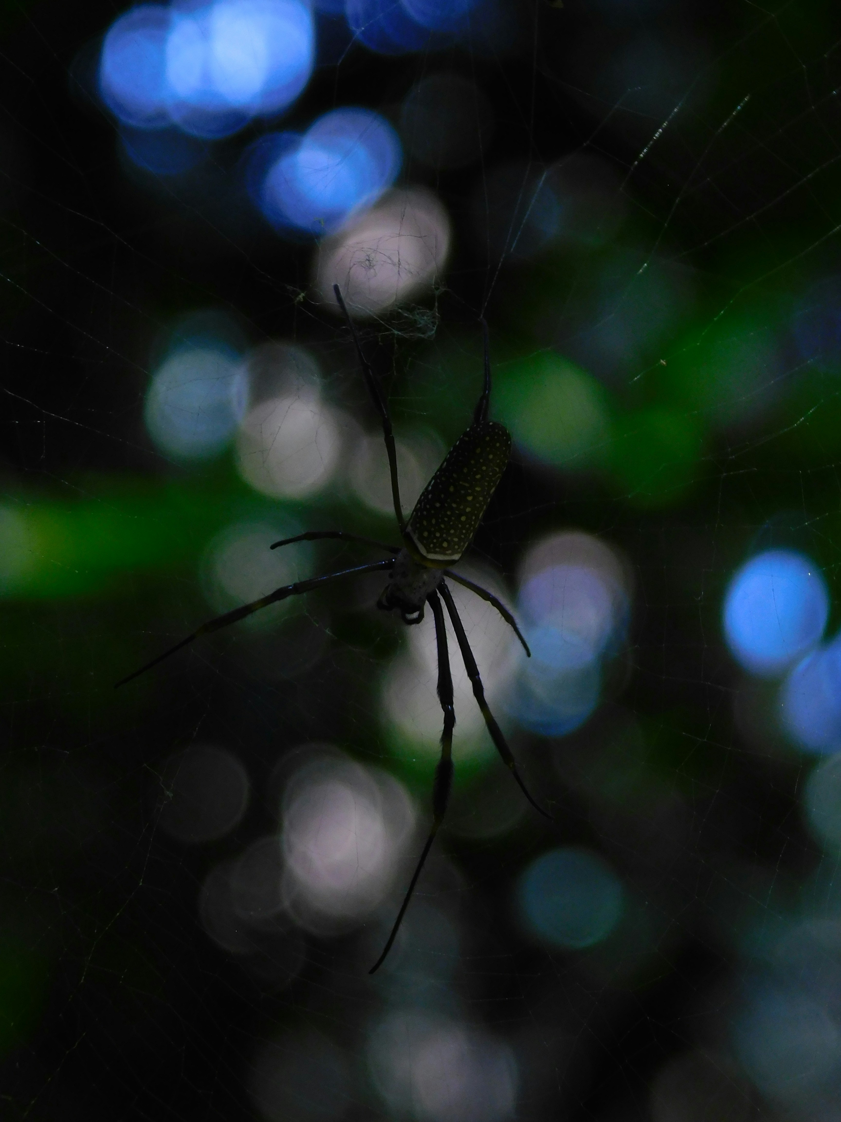 Moonlit Webscape: A Spider Anchored in a Quiet Web Amid Colorful Orbs