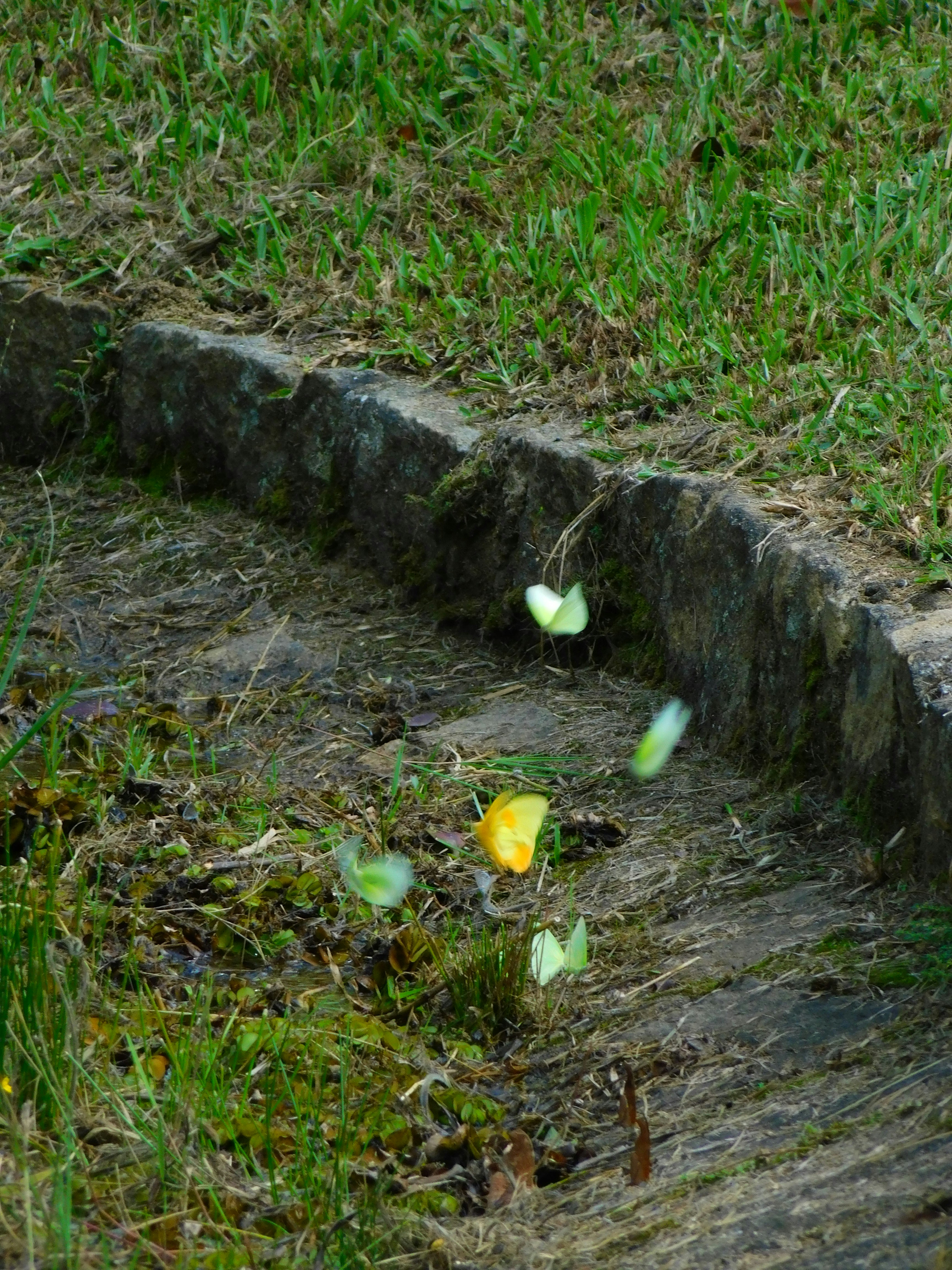 Mossy Curbside Moment: A Yellow Butterfly at the Grass Edge