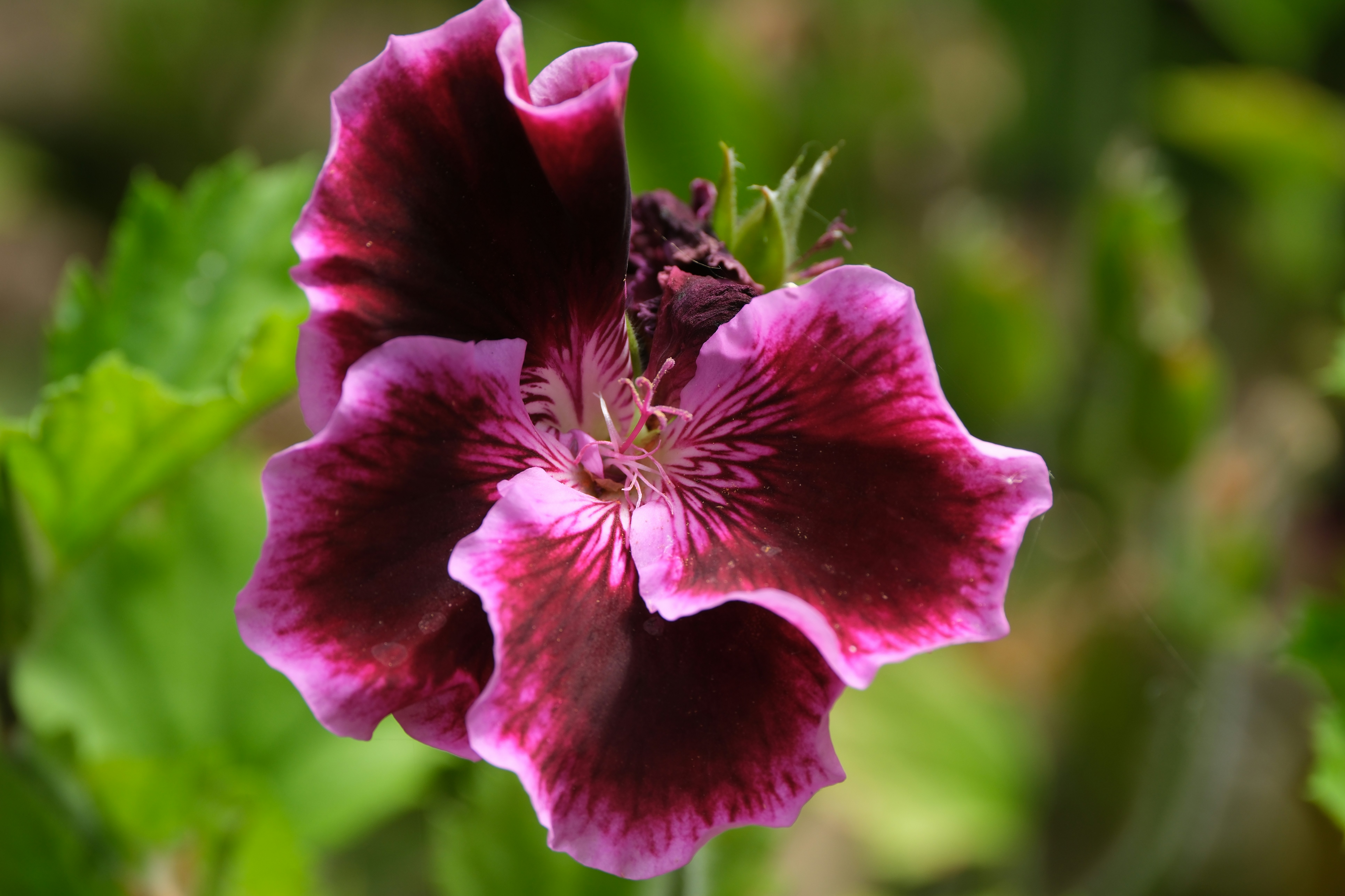 Velvet Magenta: close-up of a trumpet-shaped bloom