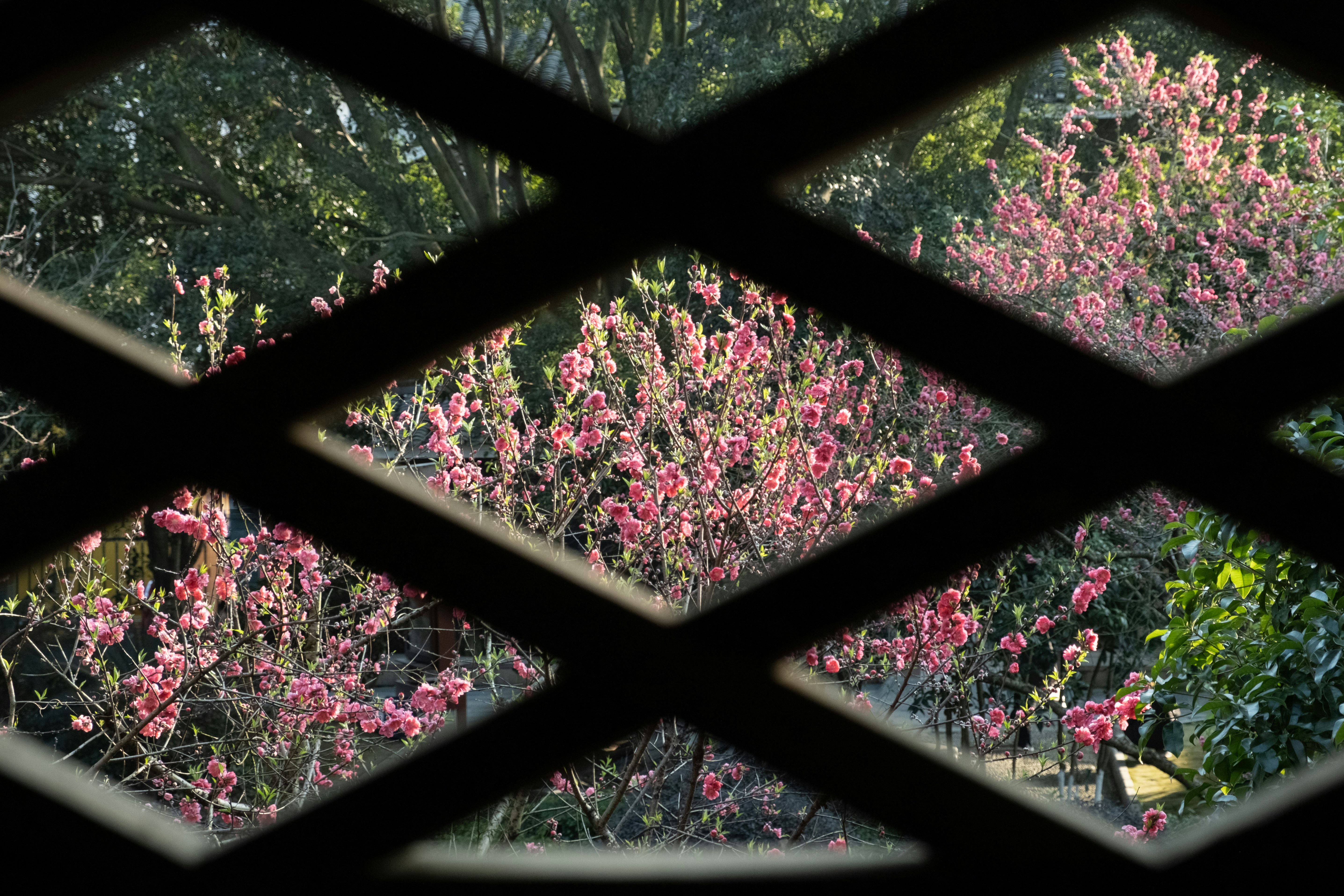 A view through a window of a bush with pink flowers photo – Free Grey ...