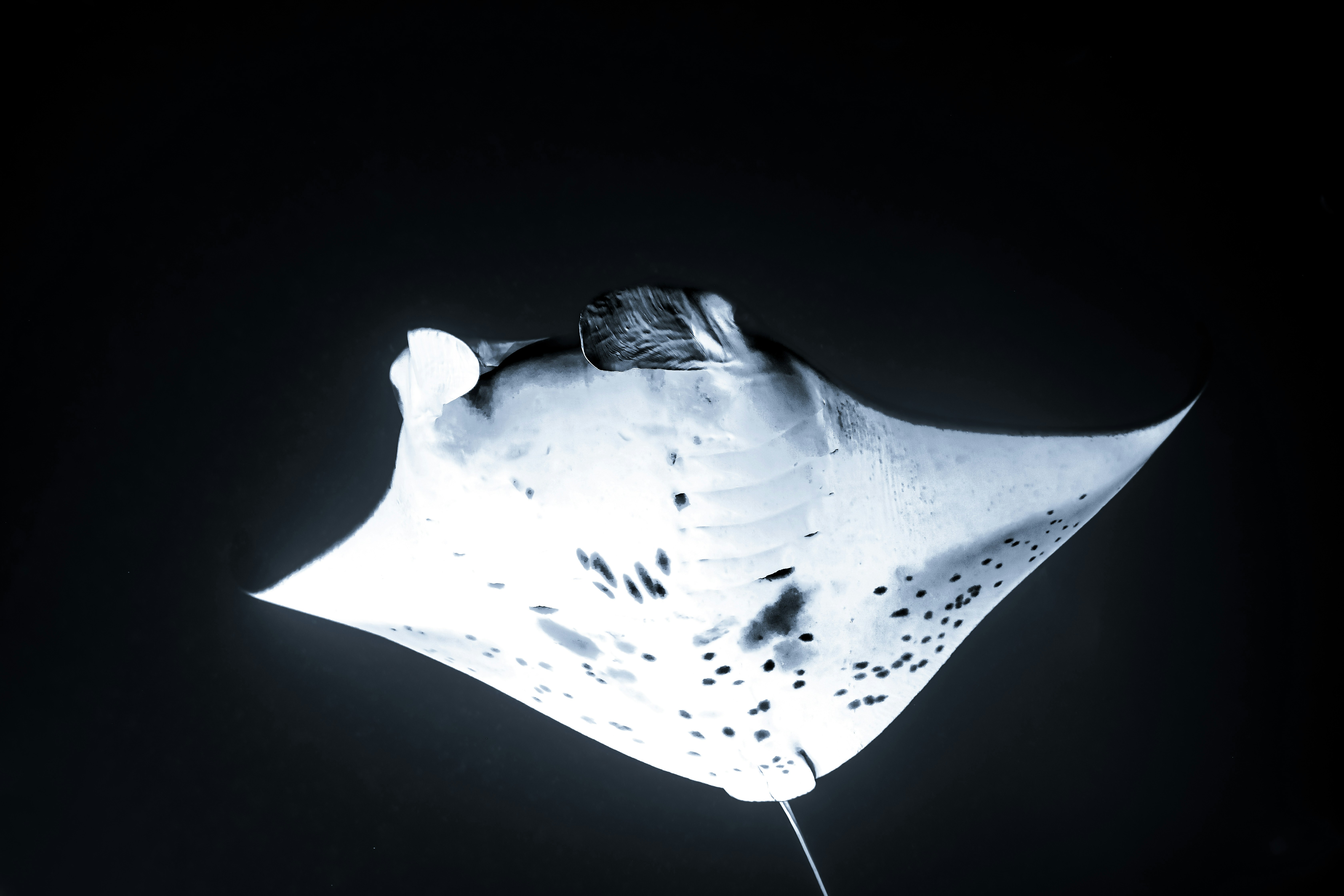 Black and white photograph of a manta ray elegantly swimming against a dark background.