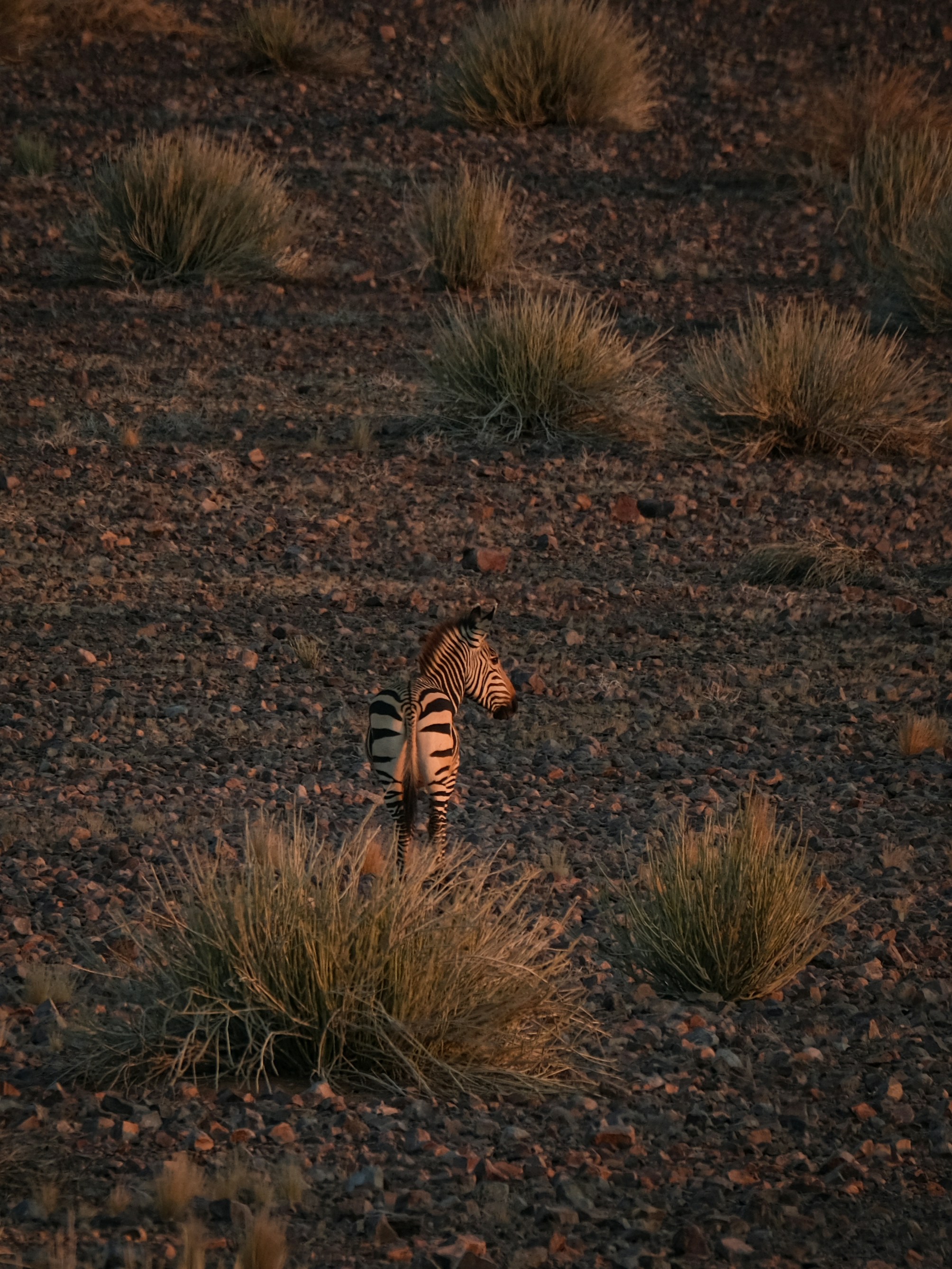 Dusk Zebra Among Desert Tufts